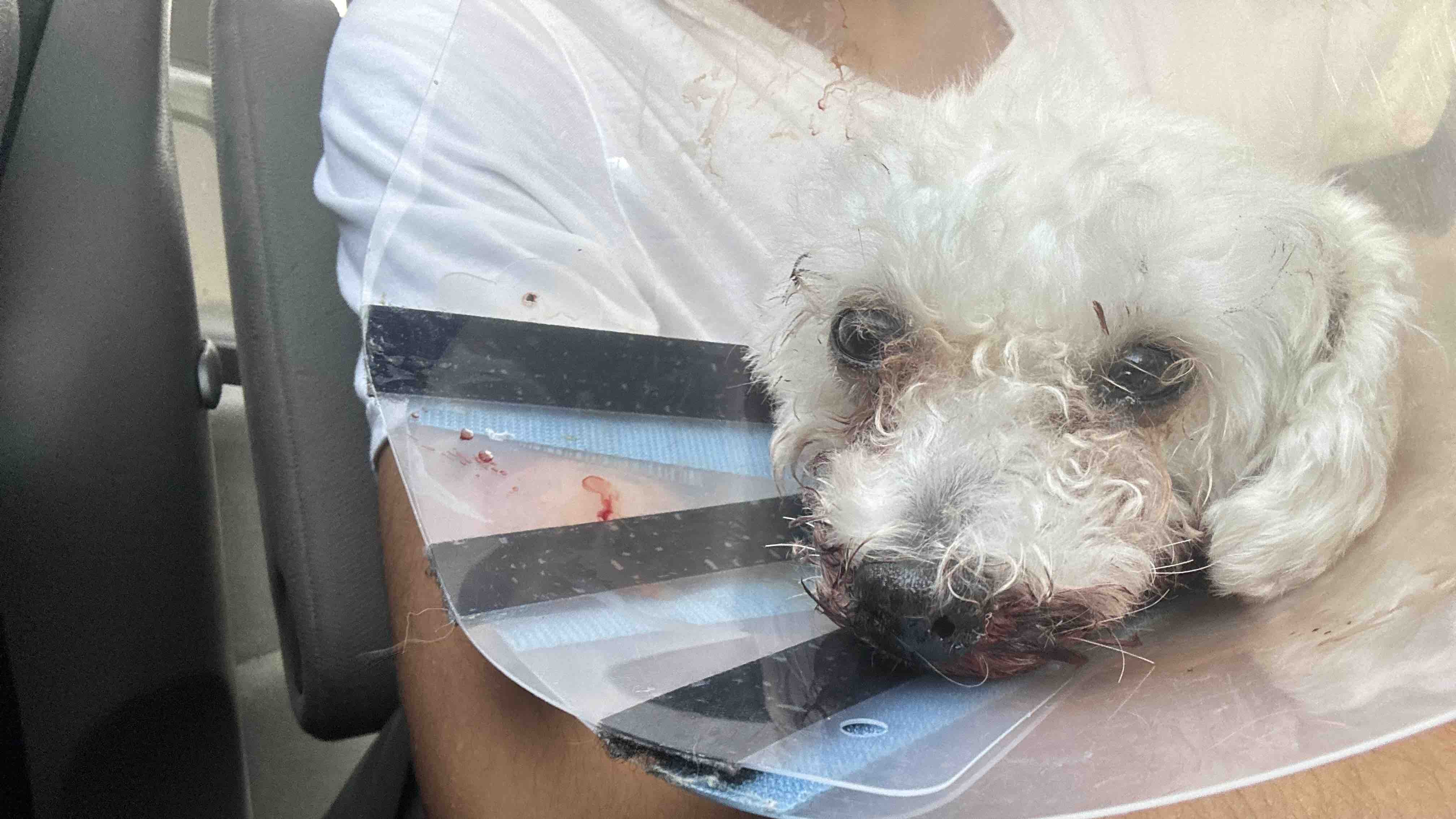 Fundraiser by Derek Castillo : Support Benji's Critical Care and Surgery