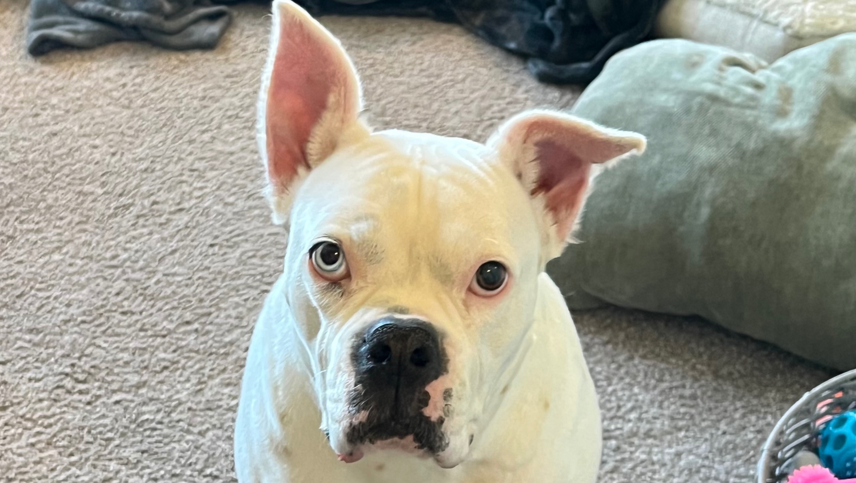 Fundraiser by Emily Thibodeau : Extend Finley's Happy Days: Fund His ...