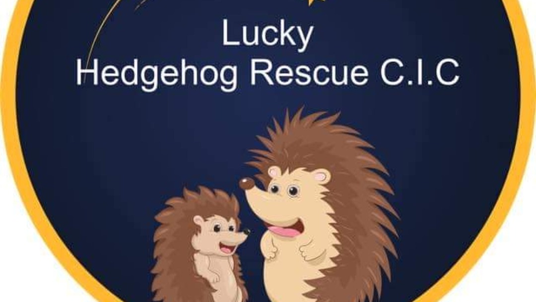 Fundraiser for Lucy Felgate-Baumberg by Rachel Lakes : Lucky Hegehog ...