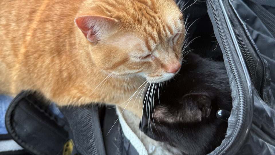 Fundraiser by Noa Bell : Noa Needs Money for Things (Rent and deposit)