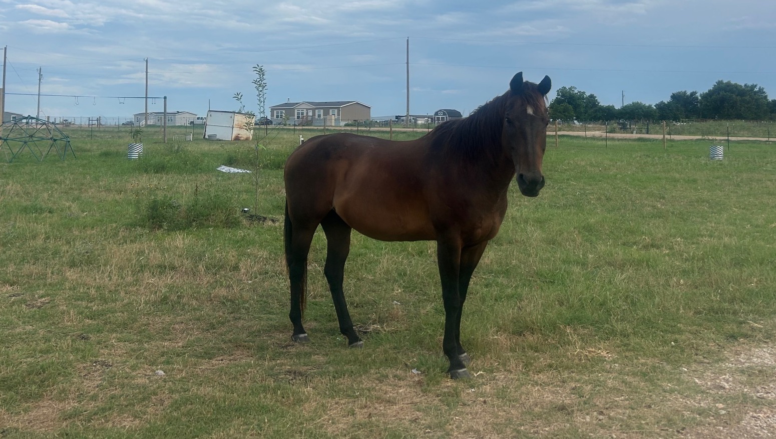 Fundraiser by sara el hasbani : Help Save Taylor's Eye at Karma's Lil Farm