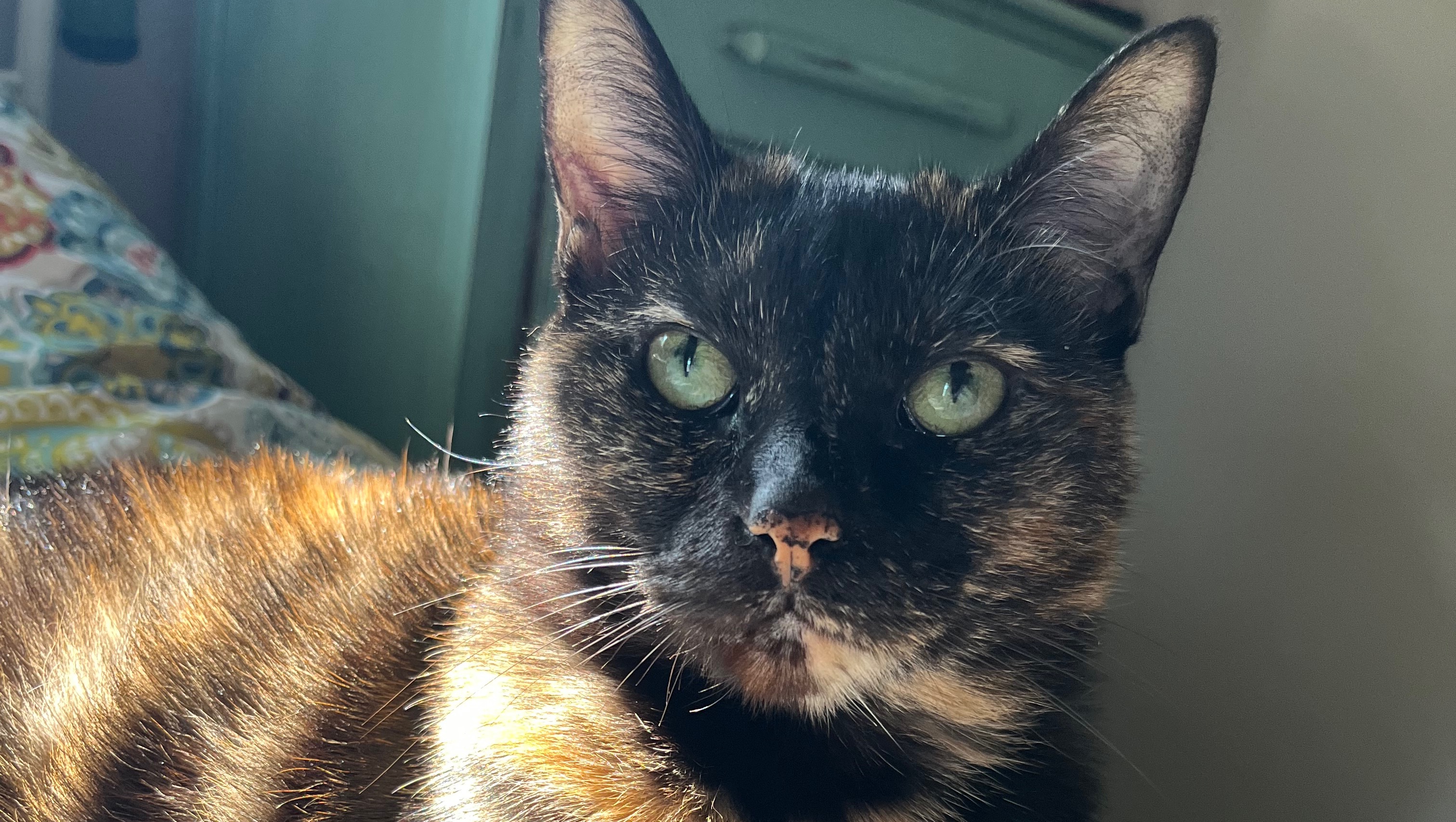 Fundraiser by Ahlia Sanci : Bug’s veterinary bill