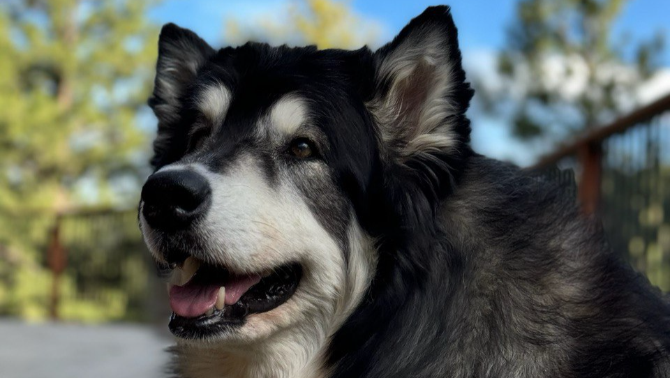 Fundraiser by Jake Dorr : A Chance for More Adventures: Support Luna’s ...