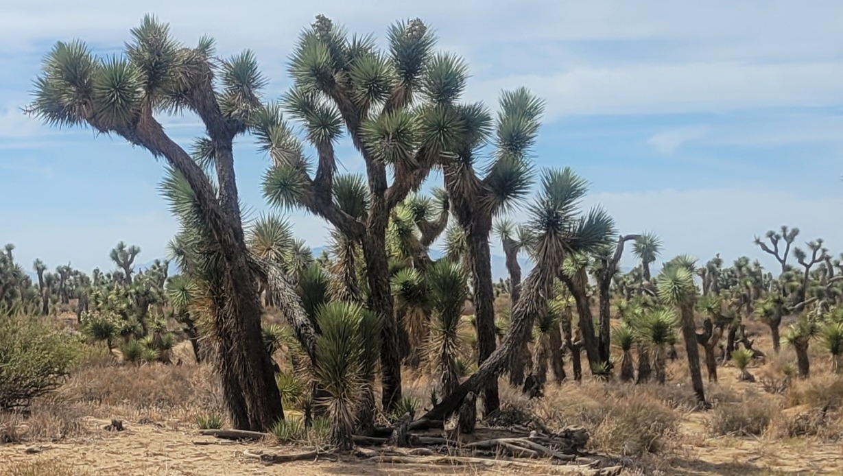 Fundraiser by Wendy Reed : Support the new Joshua Tree Preserve in Palmdale