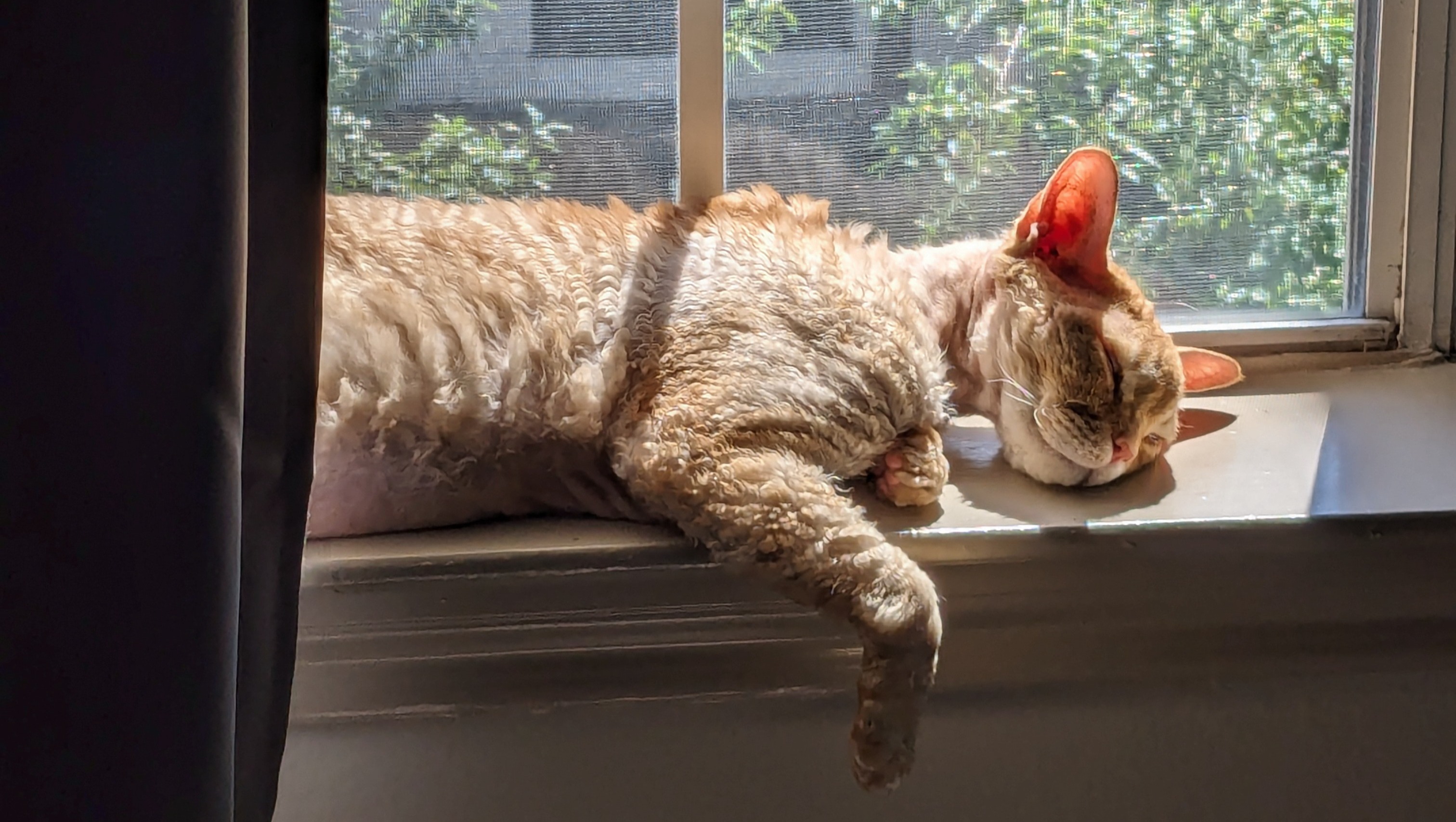 Fundraiser by Alexander St John : Help RoboCop Fight Feline Lymphoma