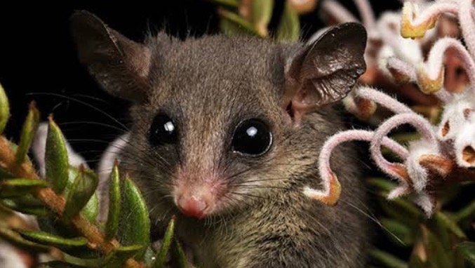 Fundraiser by Seb Roesler : Isn’t this Pygmy Possum CUTE!! Help save ...