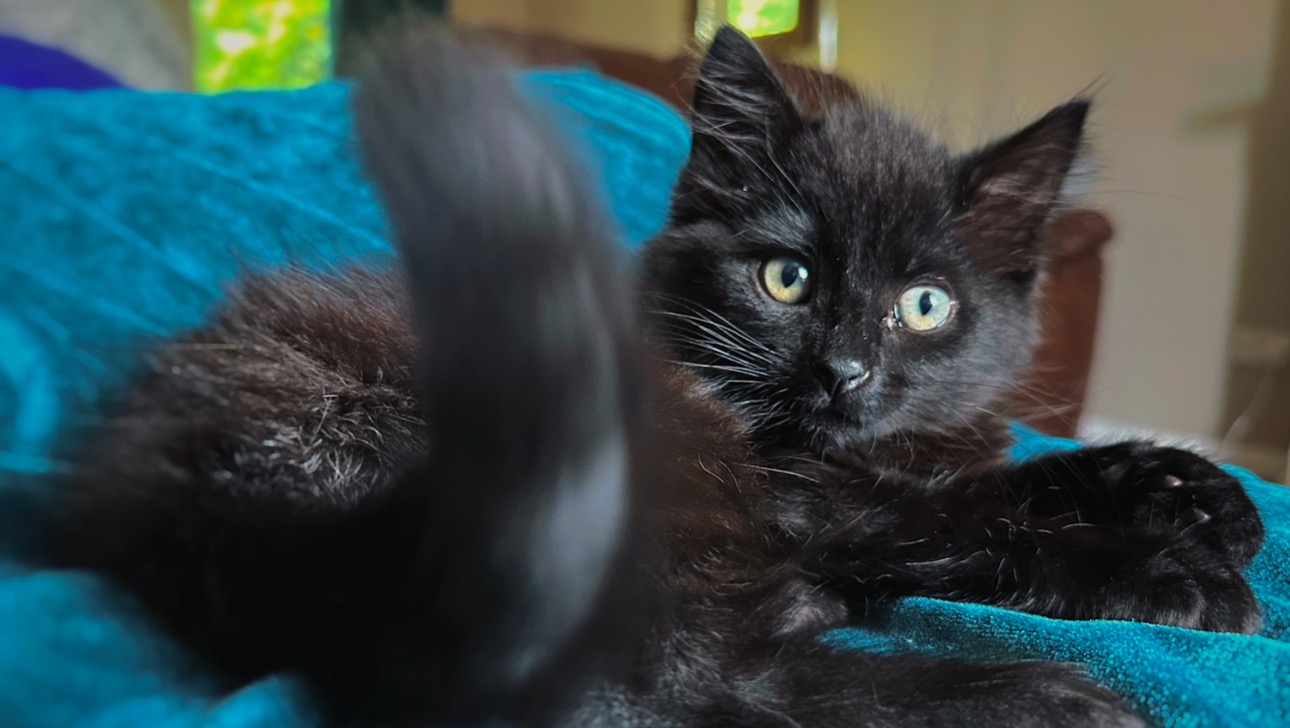 Fundraiser by Megan Harris : Save baby Ned