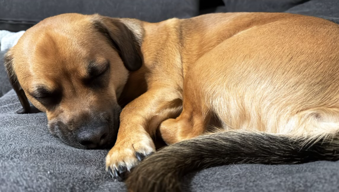 Fundraiser for Leyda Pereyra by Sabrina Pearce : Help Archie Walk Again ...