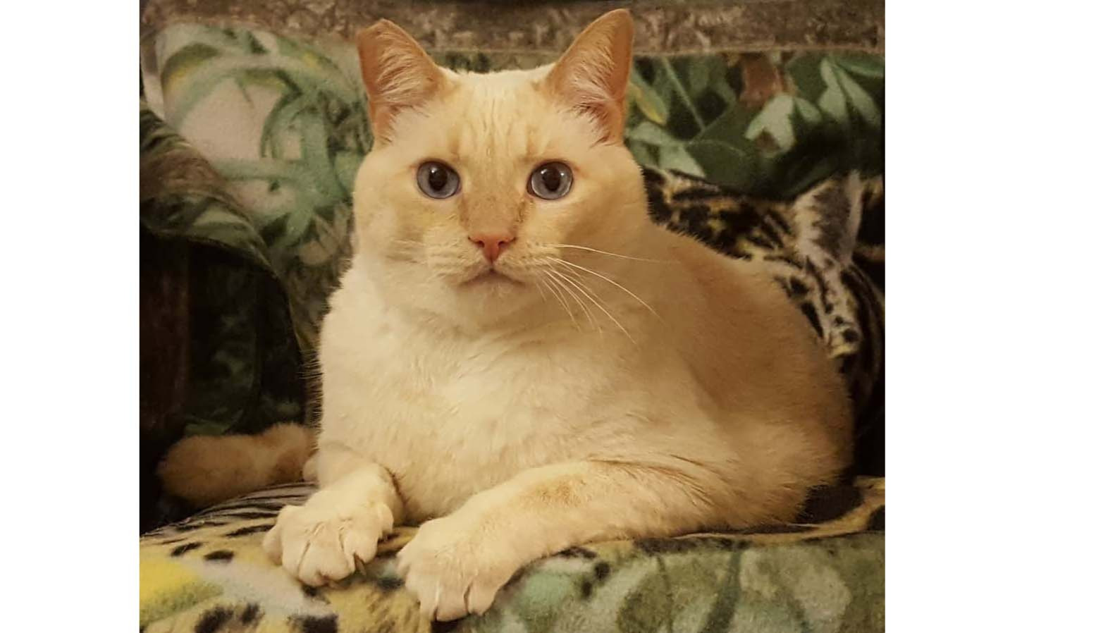 Fundraiser by Sarah Crews : Please Help Me And Prince Buster Butterbiscuits