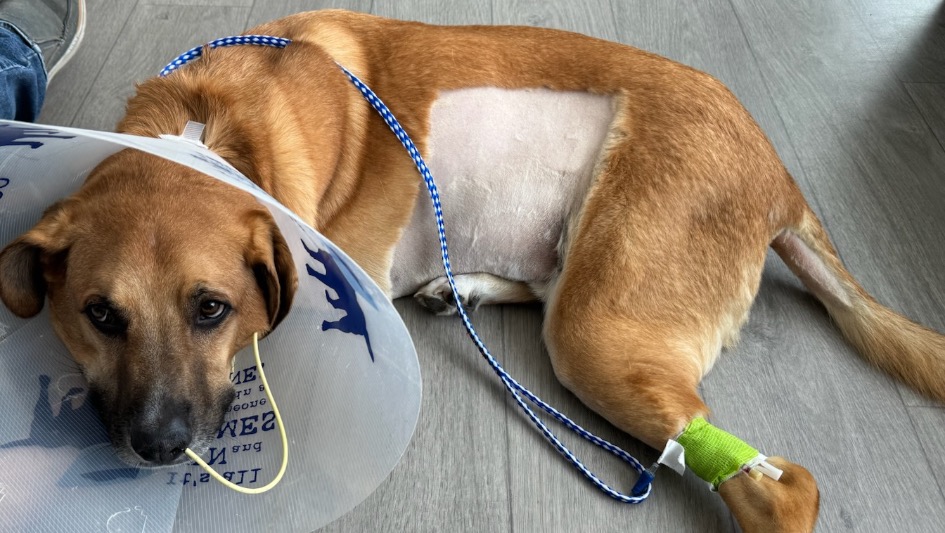 Fundraiser for Giorgia Ciarrocchi by Lisa Kokotailo : Bear’s Medical ...