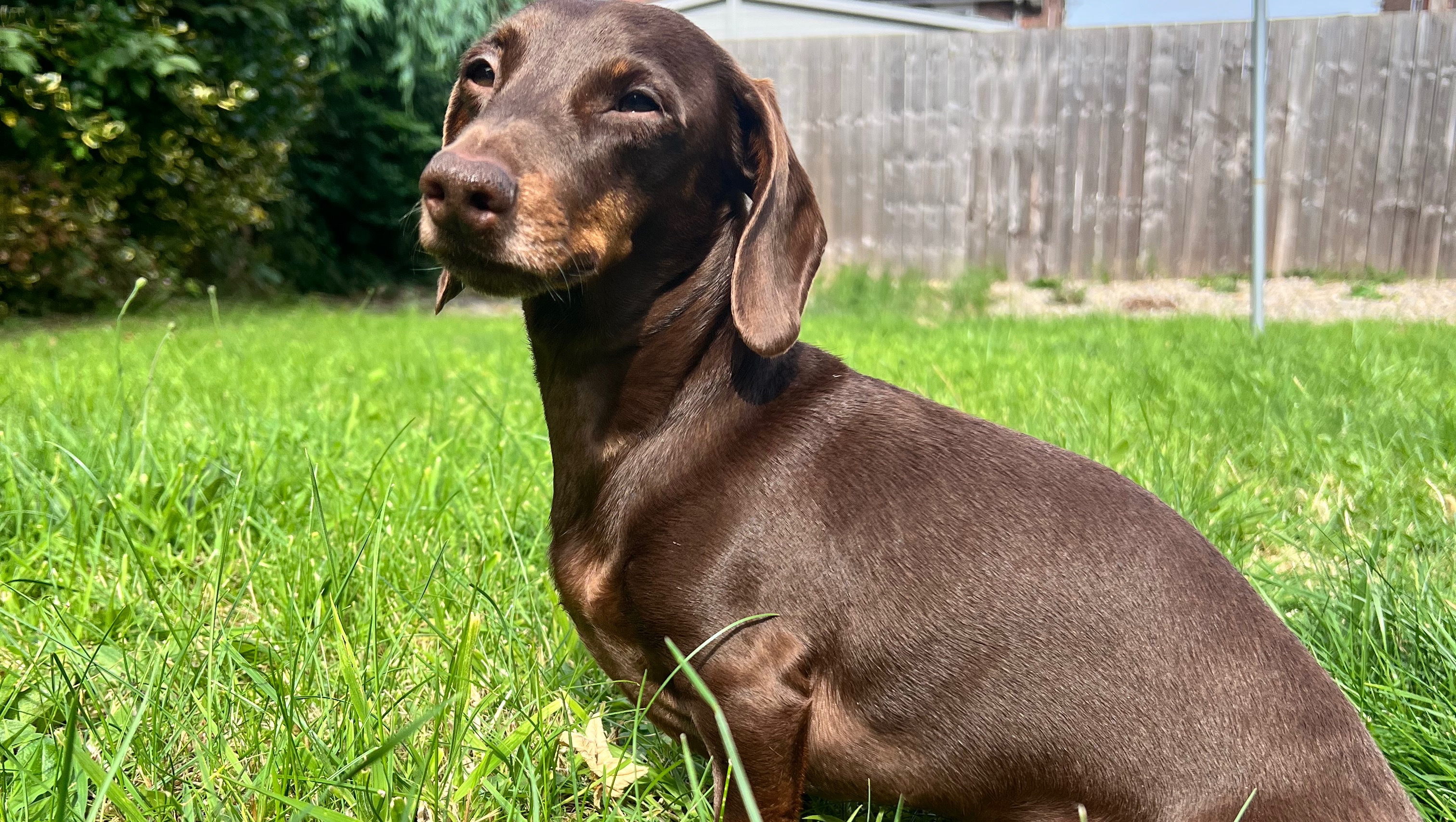 Fundraiser by Mollie Yates : Help Milo walk again ️‍