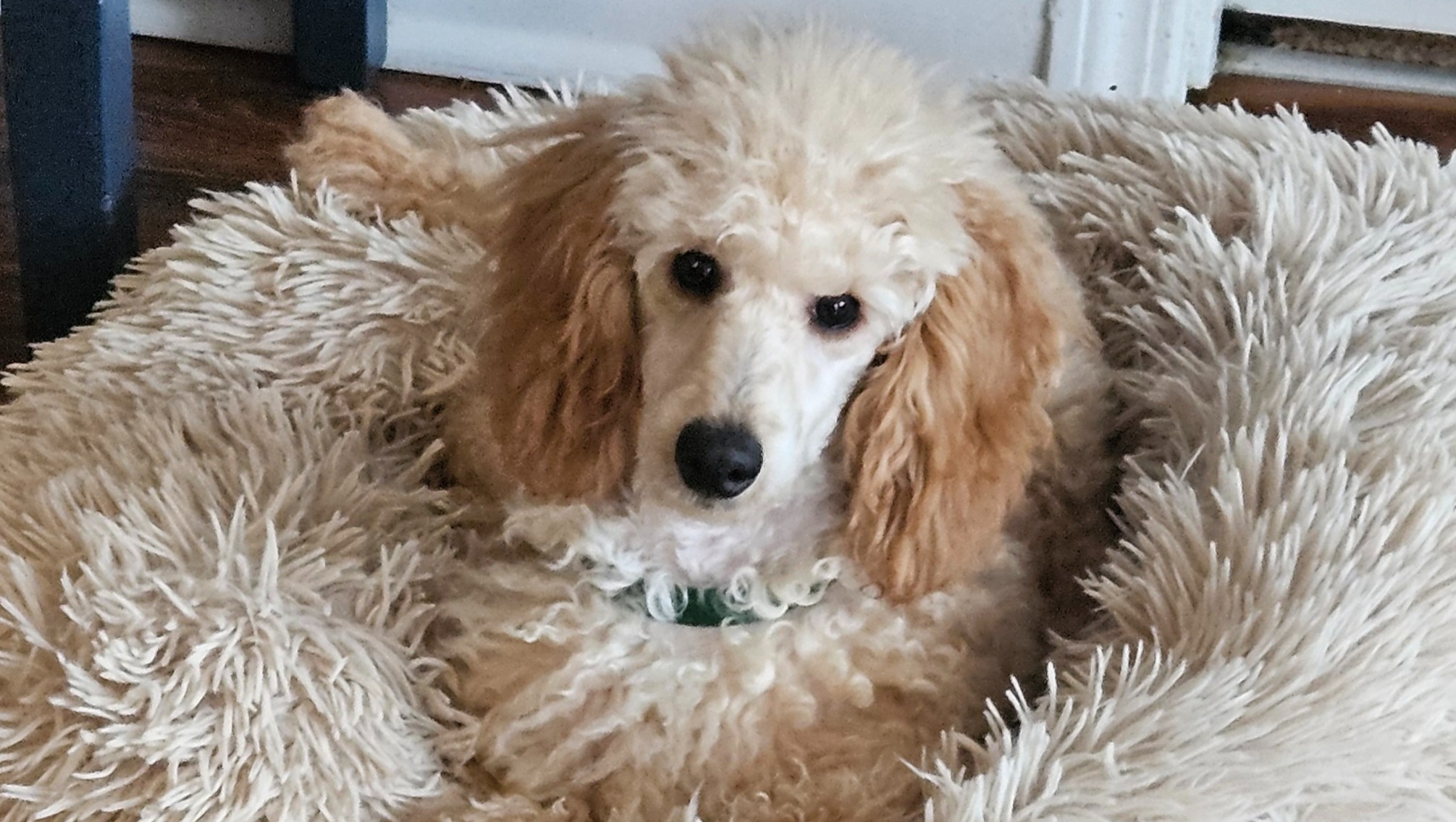 Fundraiser by Jennifer Cone Carroll : Support Huck's Pain-Free Future ...