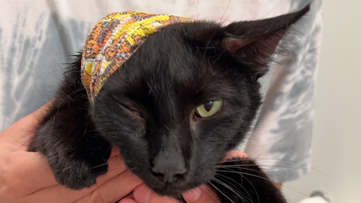 Fundraiser by Cristina Sandu : Urgent Care Needed for Dolly's Ear Hematoma