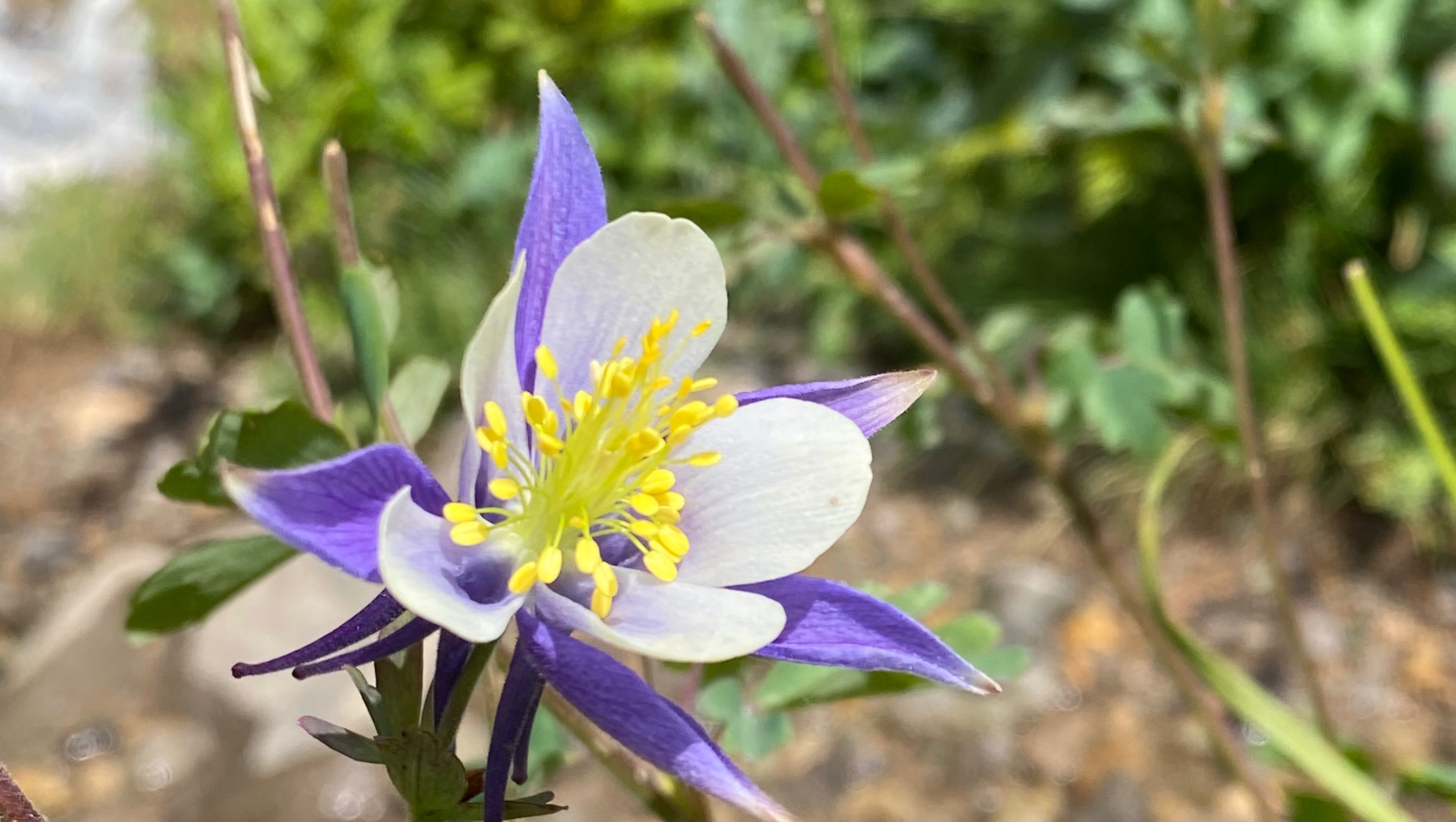 Fundraiser by Cassie Lowenstein : From Maya at Uchenna Restaurant