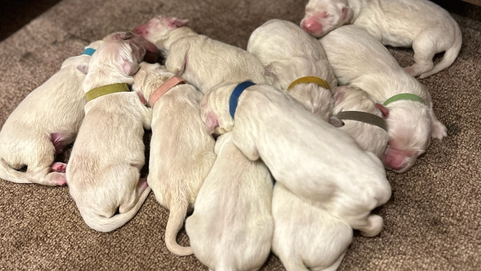 Fundraiser by Meredith Ewen : Support Mere's Initial Service Dog Training