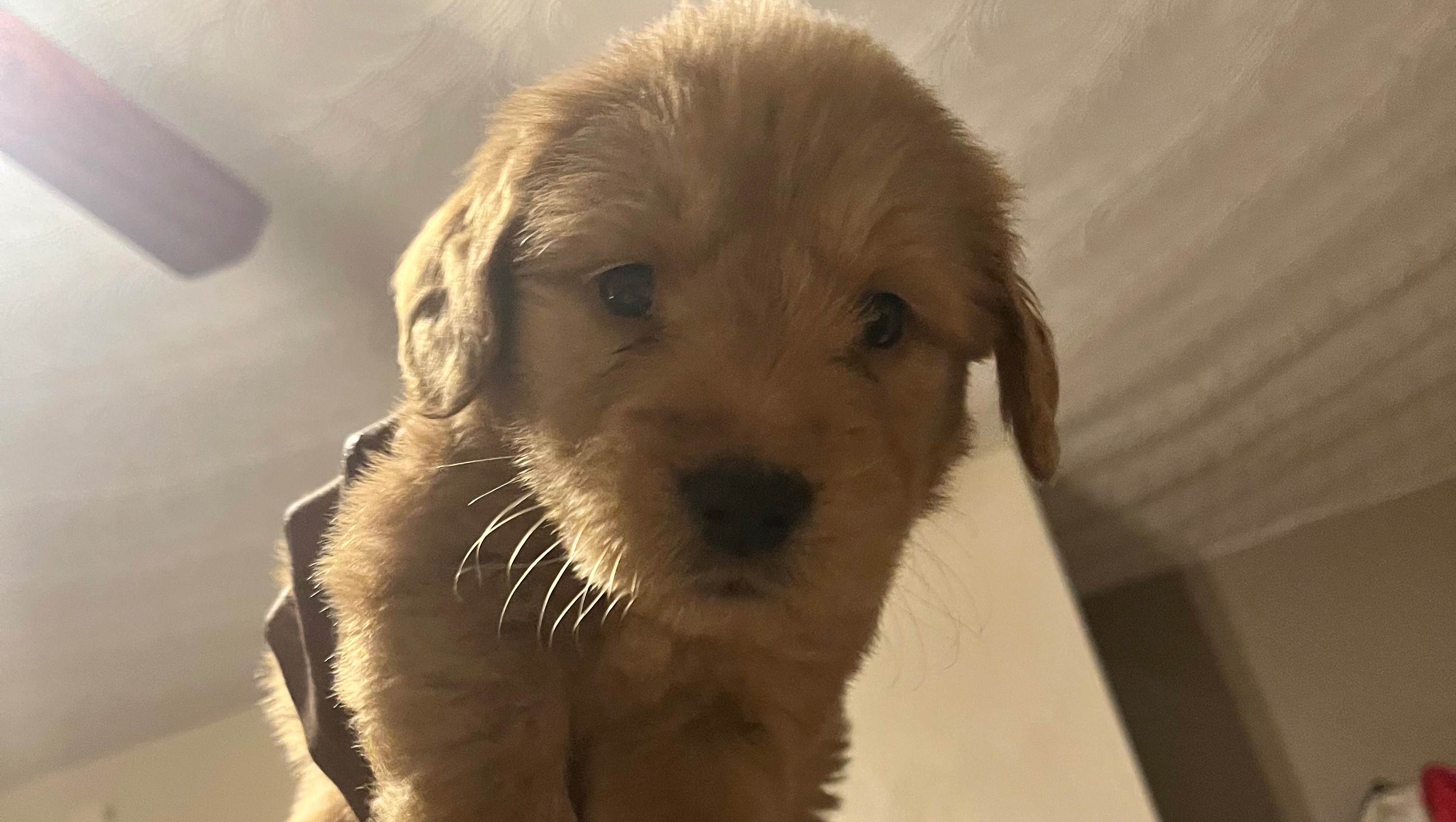 Fundraiser by Ashley Craig : Support Ashley's Rescue of Seven Puppies