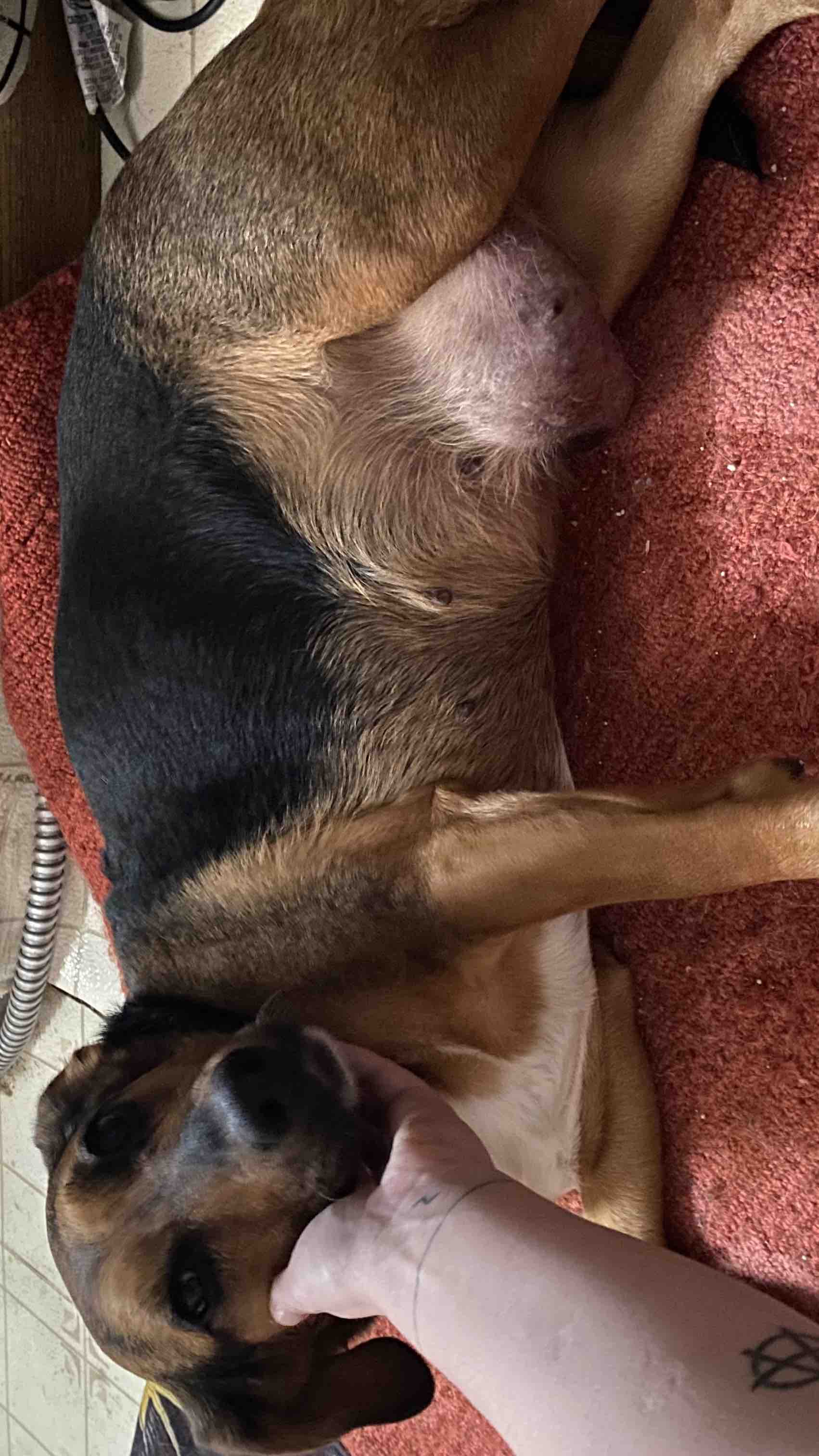 Fundraiser by Raquey Strange : Help Get Matilda’s Tumor Tested & Removed