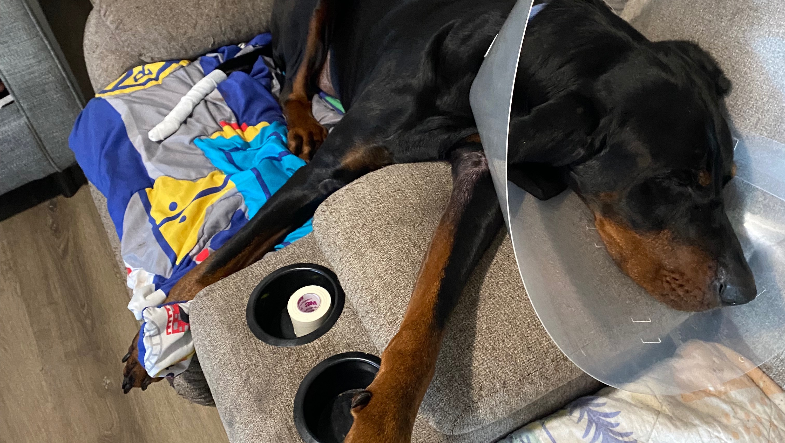 Fundraiser by Christina Weigand : Help Bogie bear : Urgent Surgery and ...