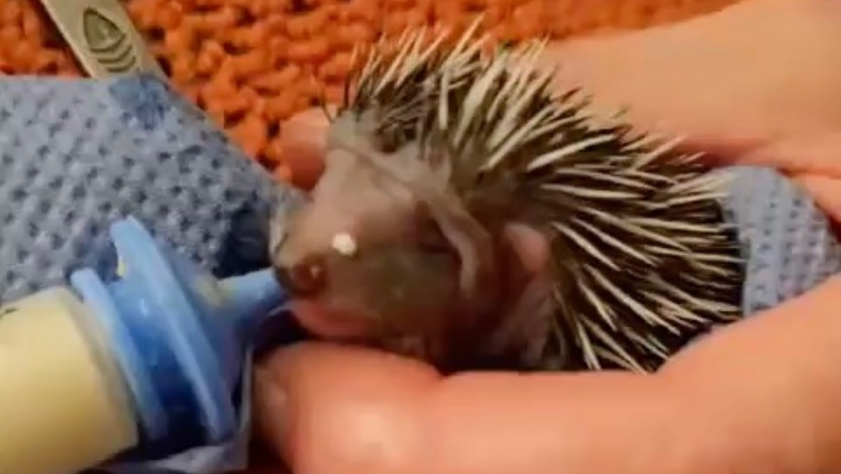 Fundraiser by Angela Hayler : Help Halton Hedgehogs Rescue Network to save more hedgehogs