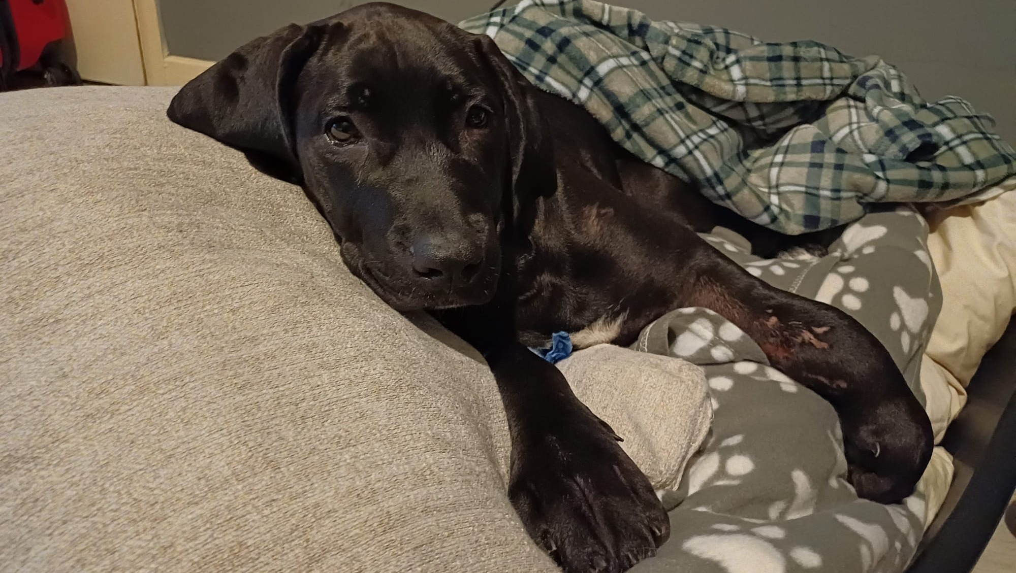 Fundraiser by Becky Stinson : Saving Caillie