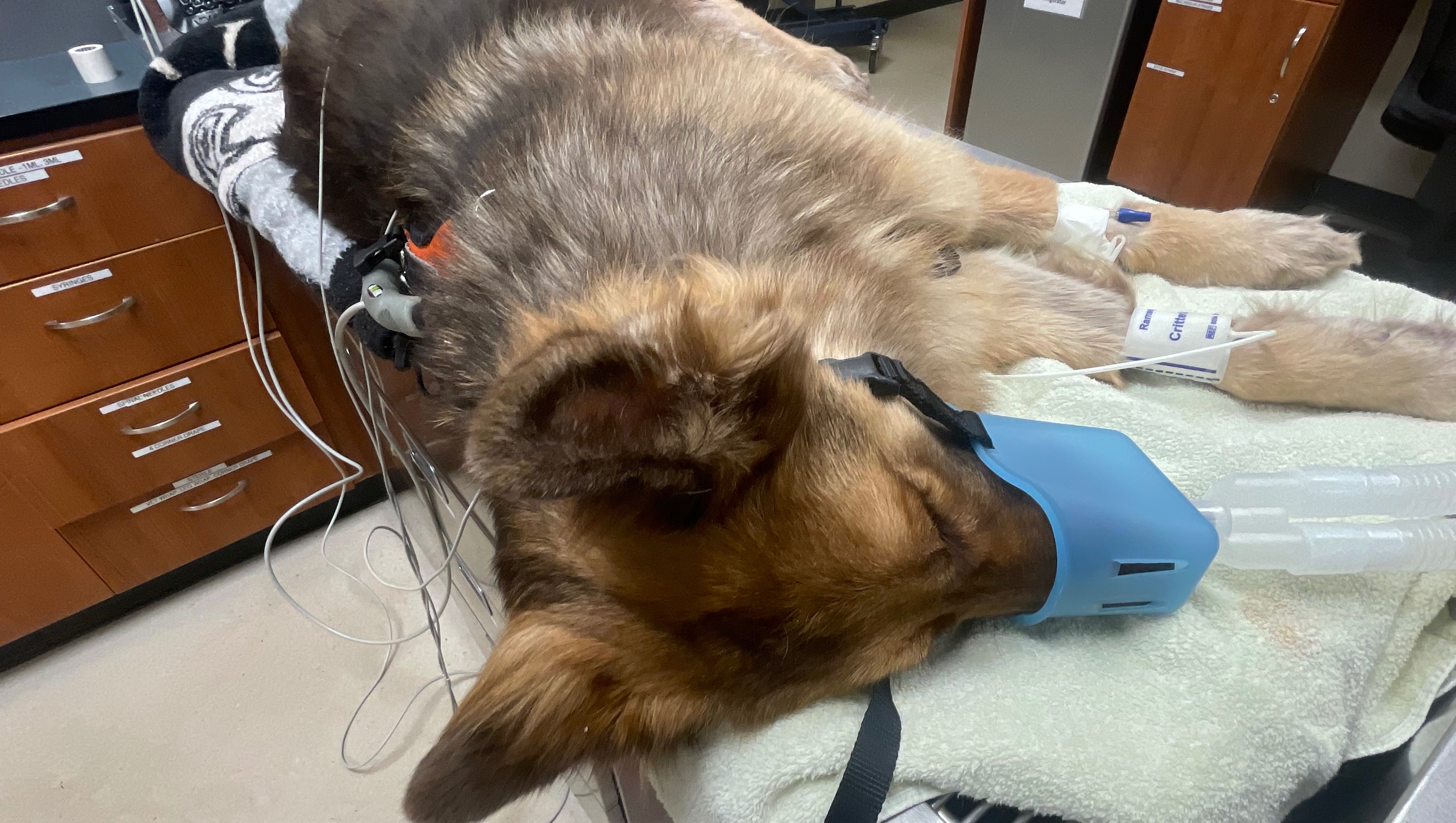 Fundraiser by Lindsay Bruce : Support Grizzly's Path to Recovery