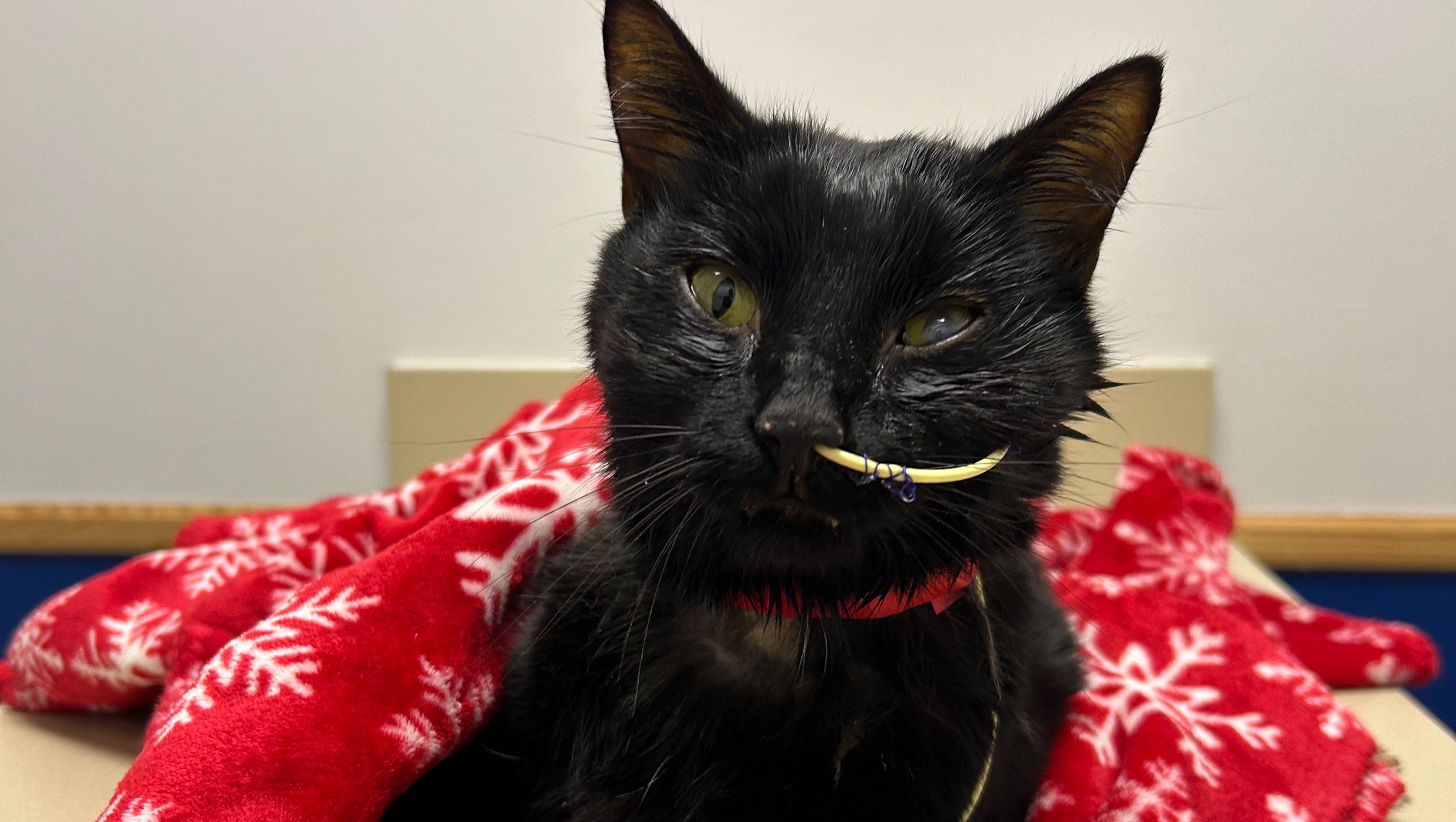 Fundraiser by Hayden Wheeler : Save Toot: Urgent Medical Care Required
