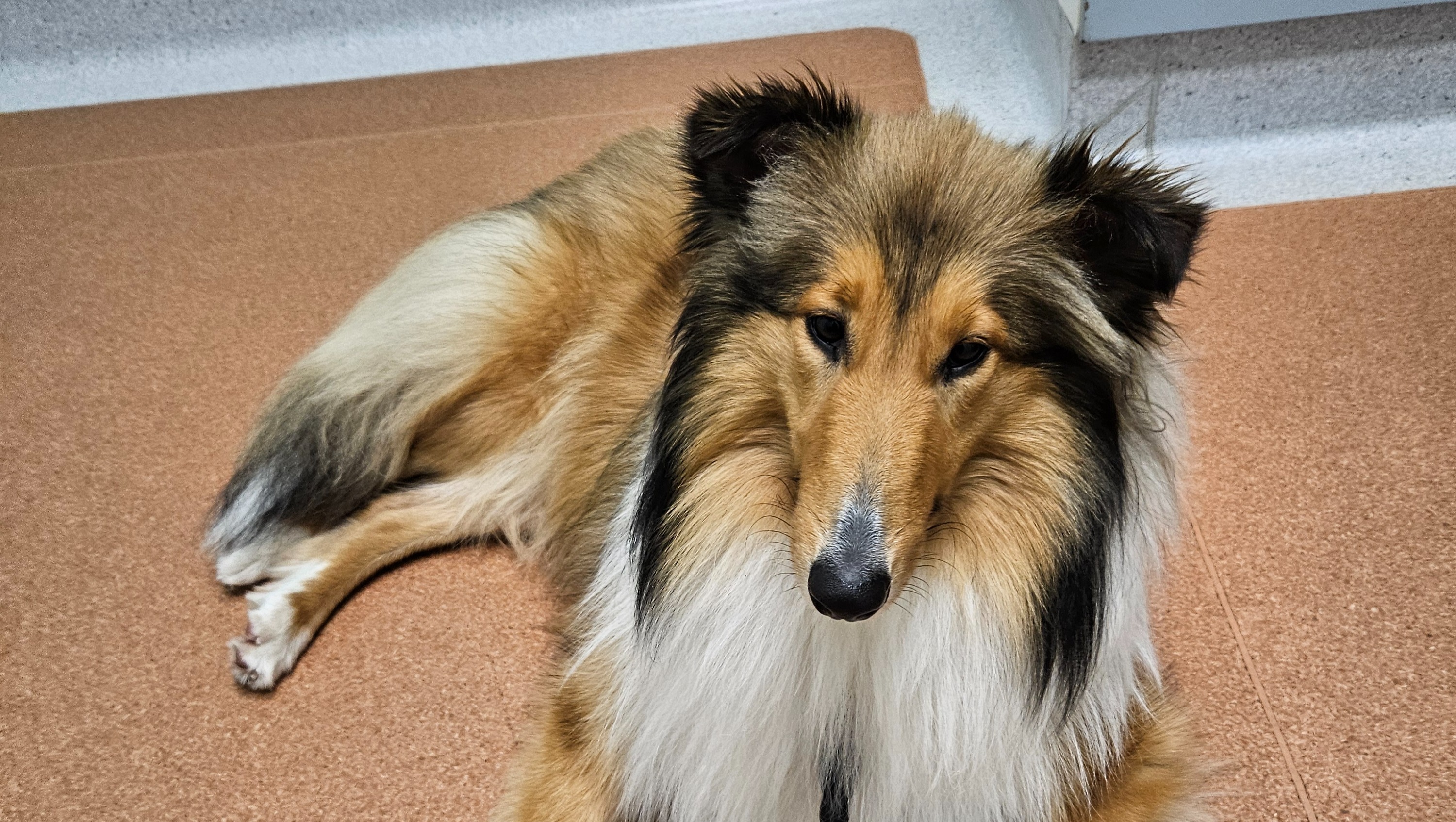 Fundraiser by Kim Bunney : Gracie needs help