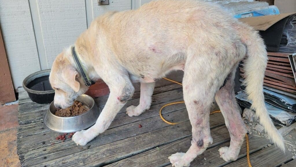 Fundraiser by sean estrada : Support Macha's Health and Happiness