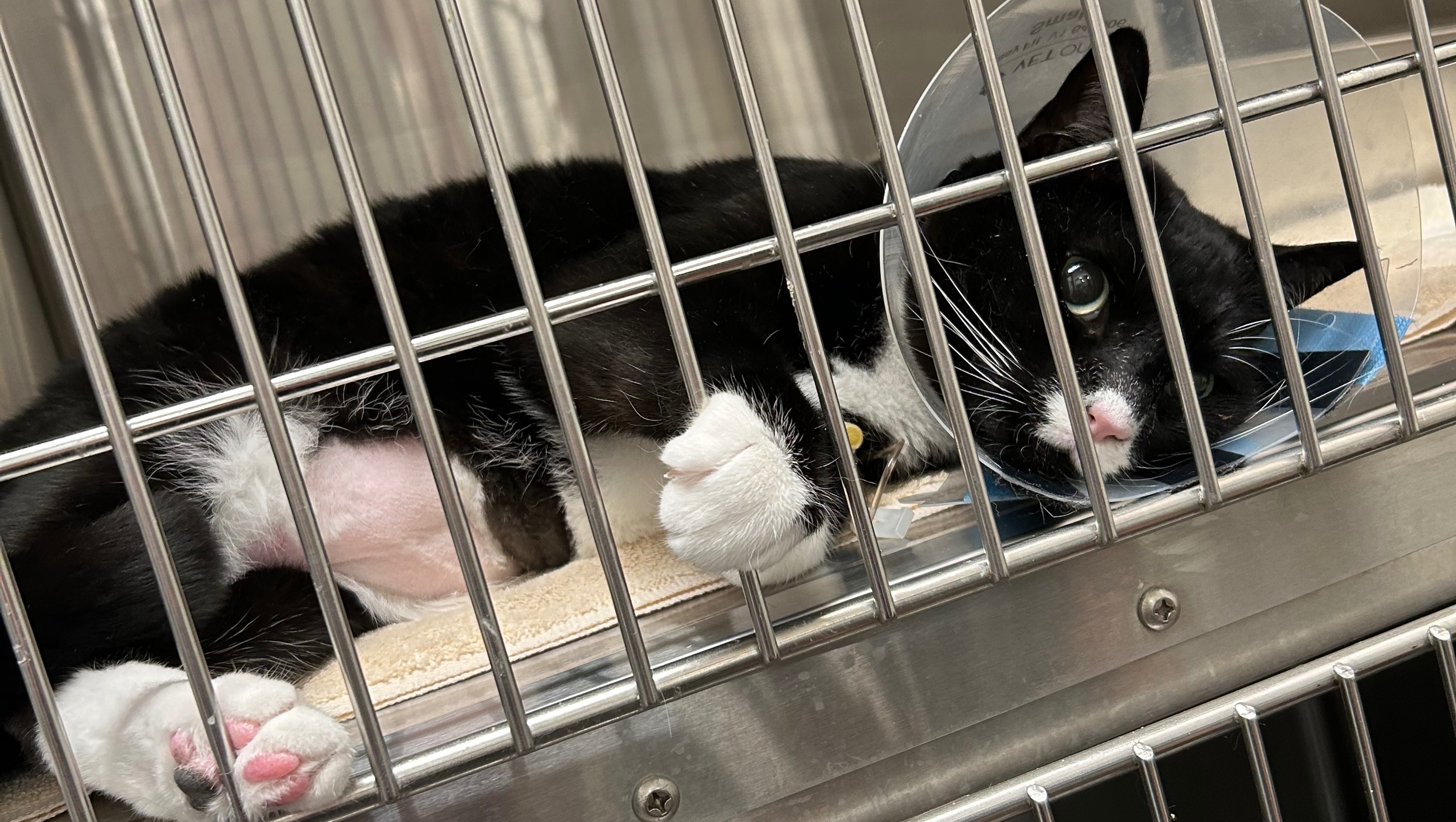 Fundraiser by Megan Bean-Ross : Support Nico's Critical Medical Treatment