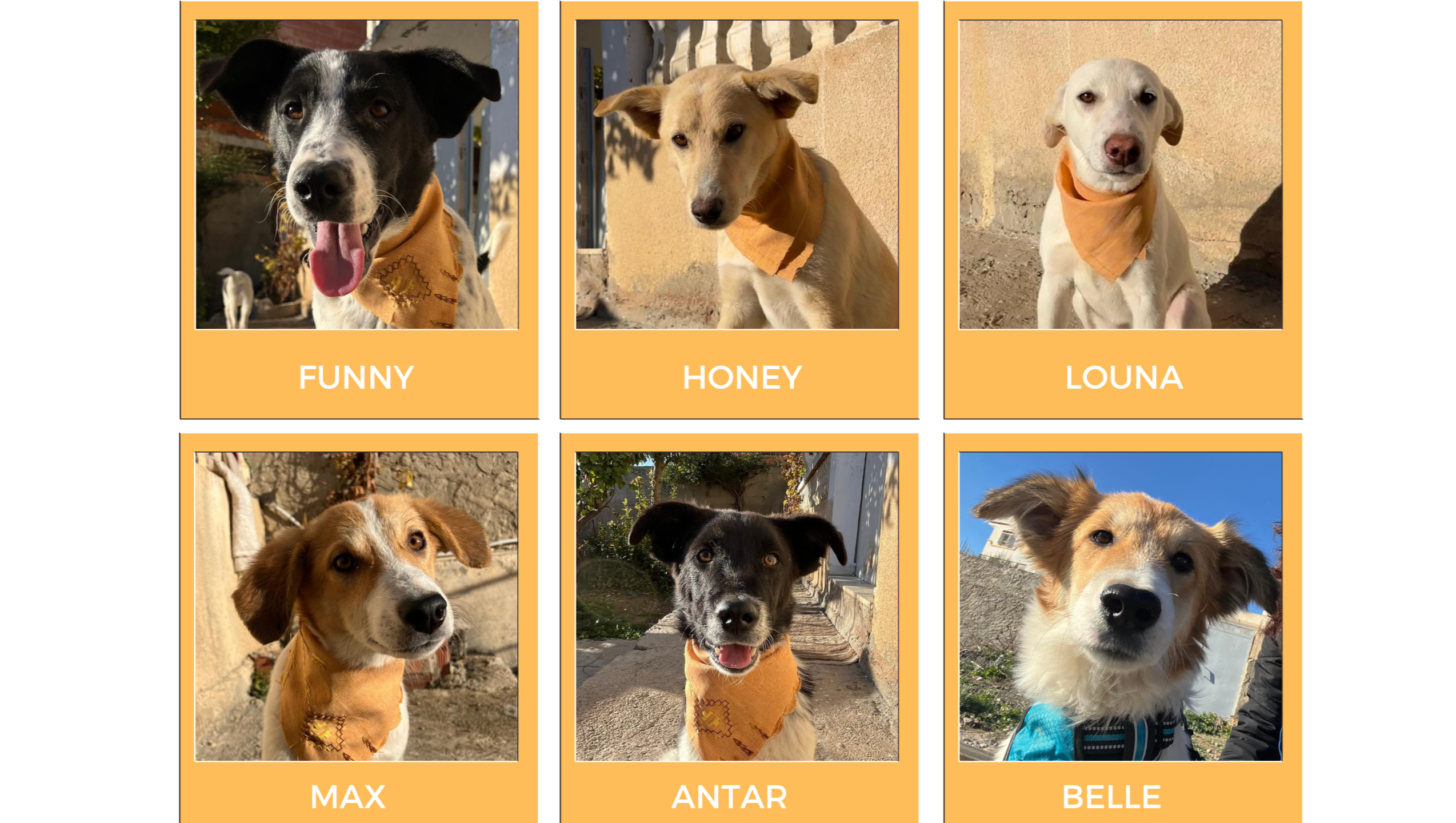 Fundraiser by Sara Gharsalli : The Tunisian Pup Gang Rescue Mission