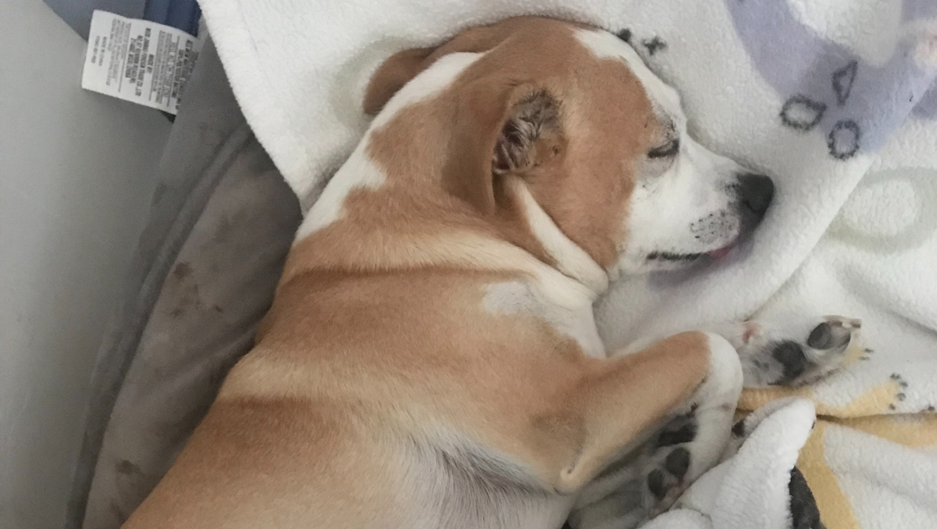 Fundraiser by Maria Rey : Help Manolo and Loly Save Their Beloved Dog