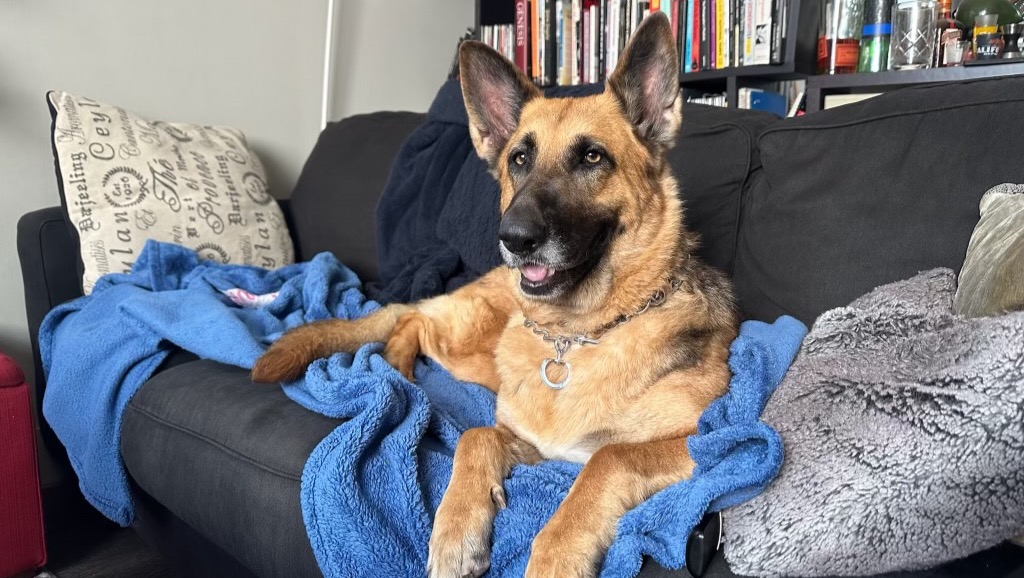 Fundraiser by Stav Geffner : HELP US SAVE BEAUTIFUL EPILEPTIC SALLY!