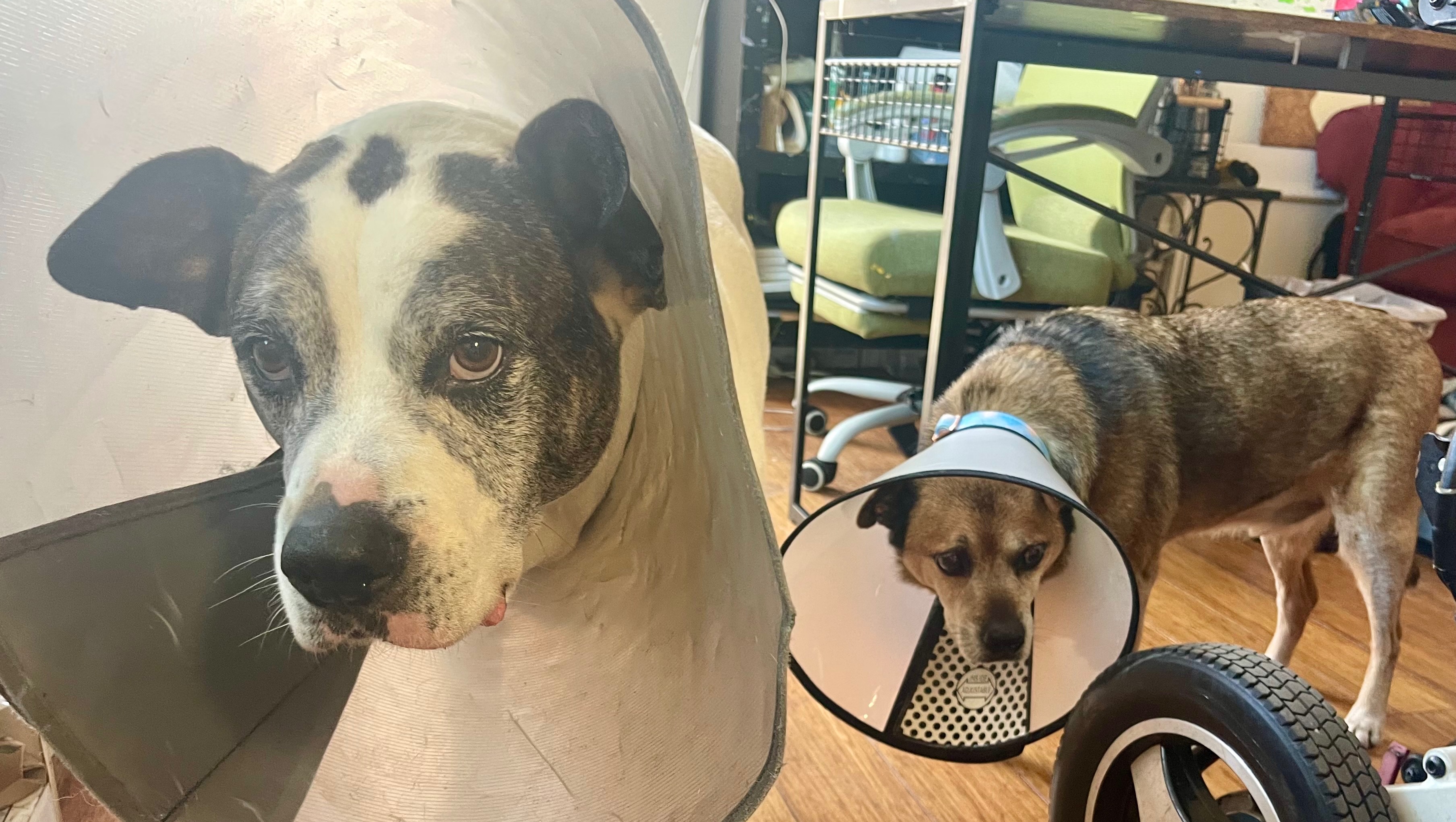 Fundraiser by Betsy Konrad : Help Sam and Bruno Heal