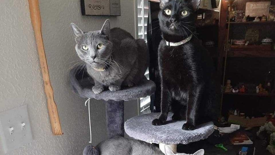 Fundraiser for Rochelle Henry by Hazel Henry-Johnson : Rebuild Hope for ...