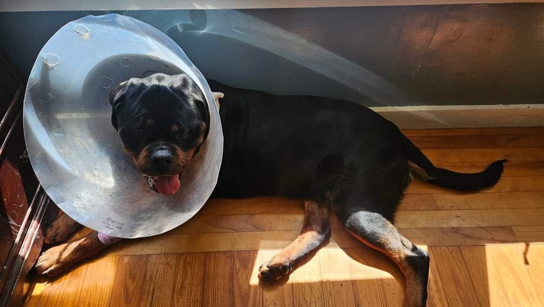 Fundraiser by Amanda hefner : Help Rex Recover from Emergency Surgery