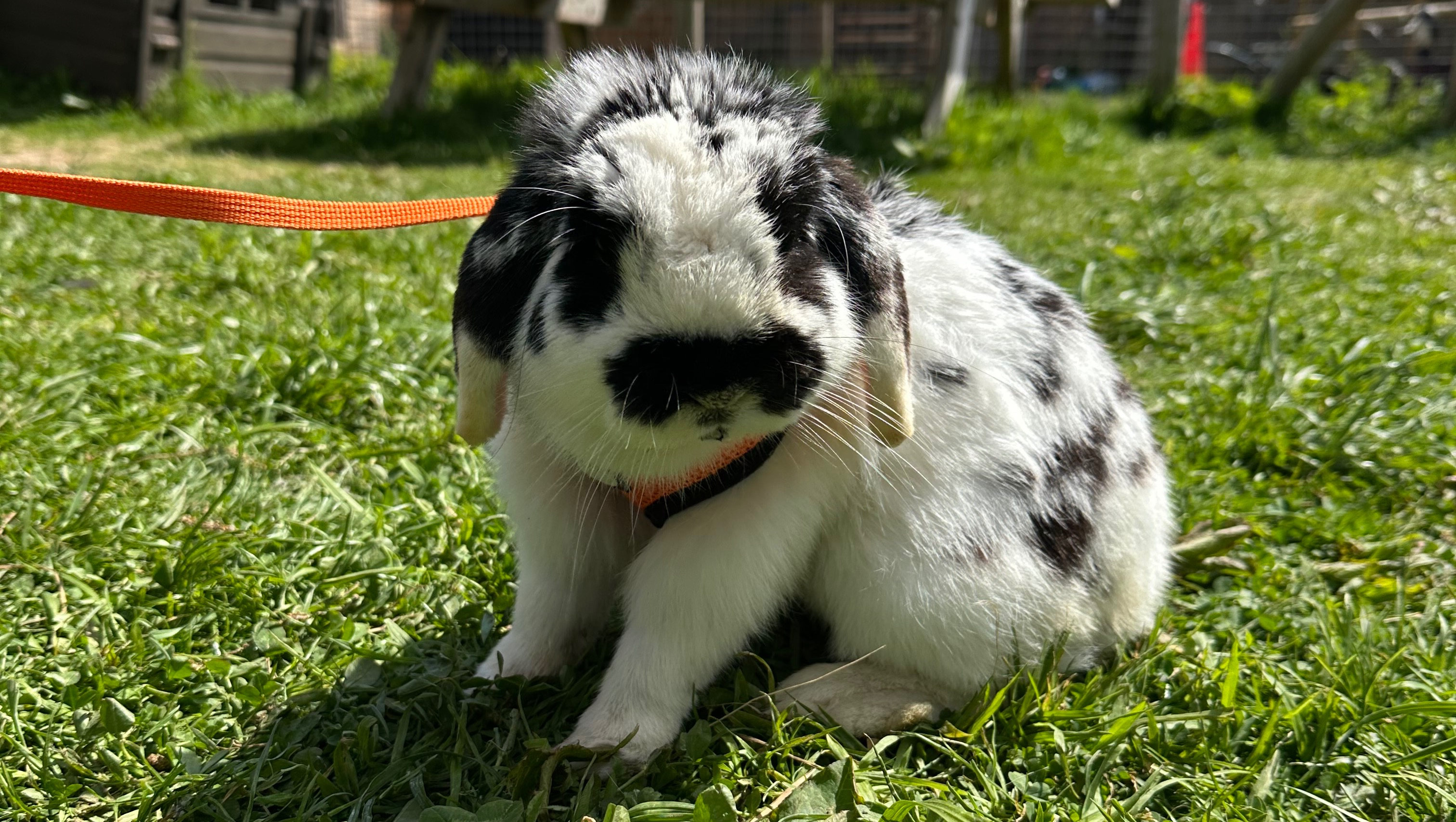 Fundraiser by Severn Valley Donkey and Dog Rescue : Help Milo get the ...