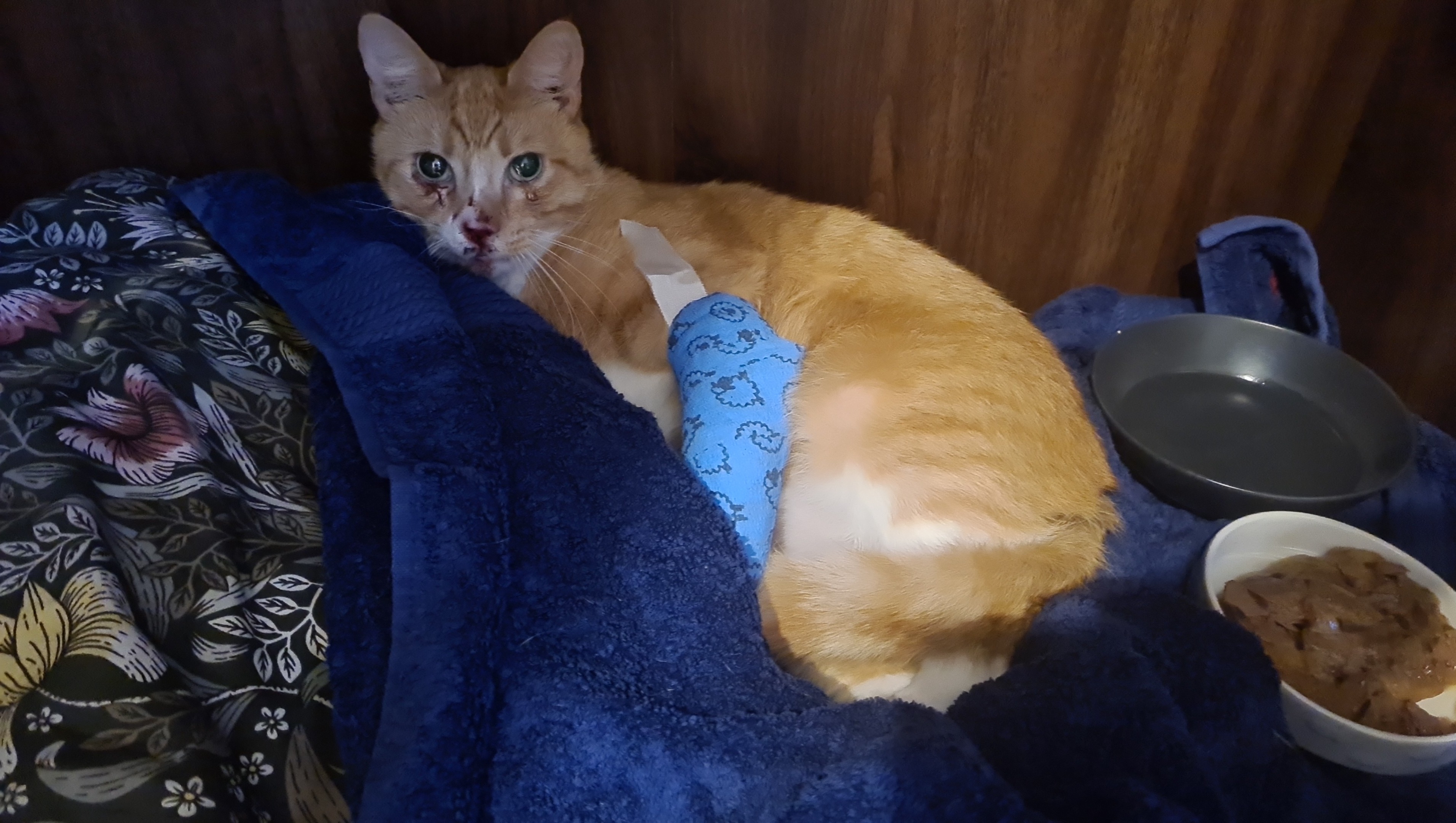 Fundraiser by Emily Dollery : Support Marmalade: prevent Amputation ...