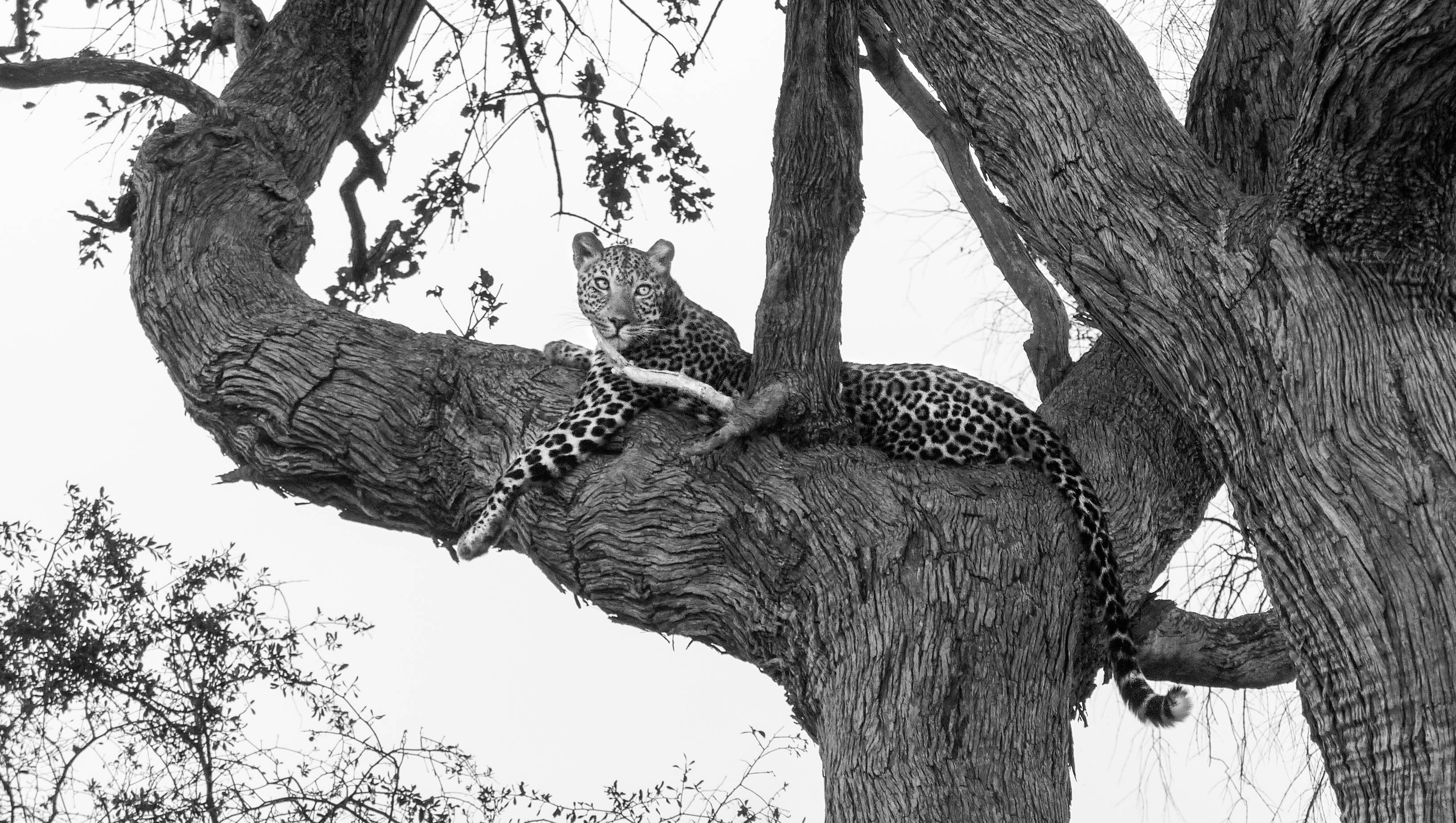 Fundraiser by Marine Servonnat : Ingwe Research Program - conserving leopards in South Africa