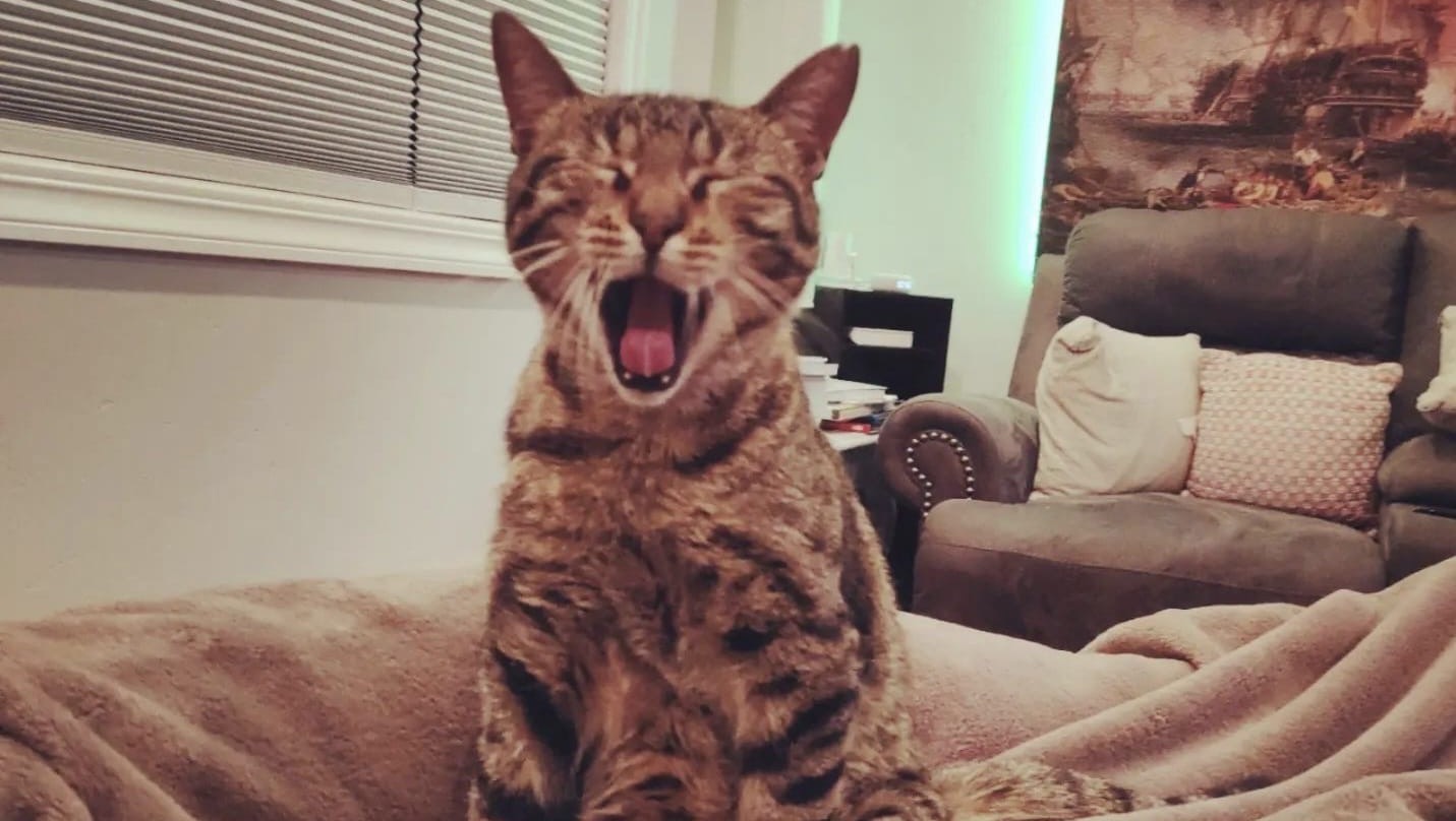 Fundraiser by Gigi Simmons : Help needed for neglected cats rescued from