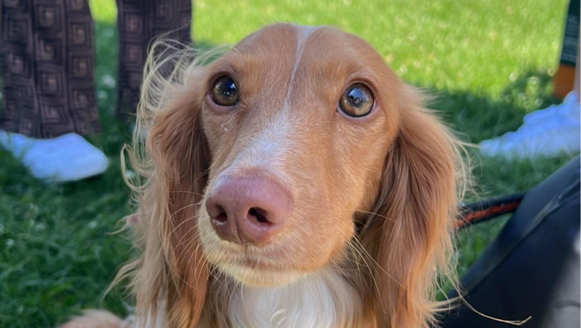 Fundraiser by Vicky Hoang : Please Support Otto's Journey to Walk Again