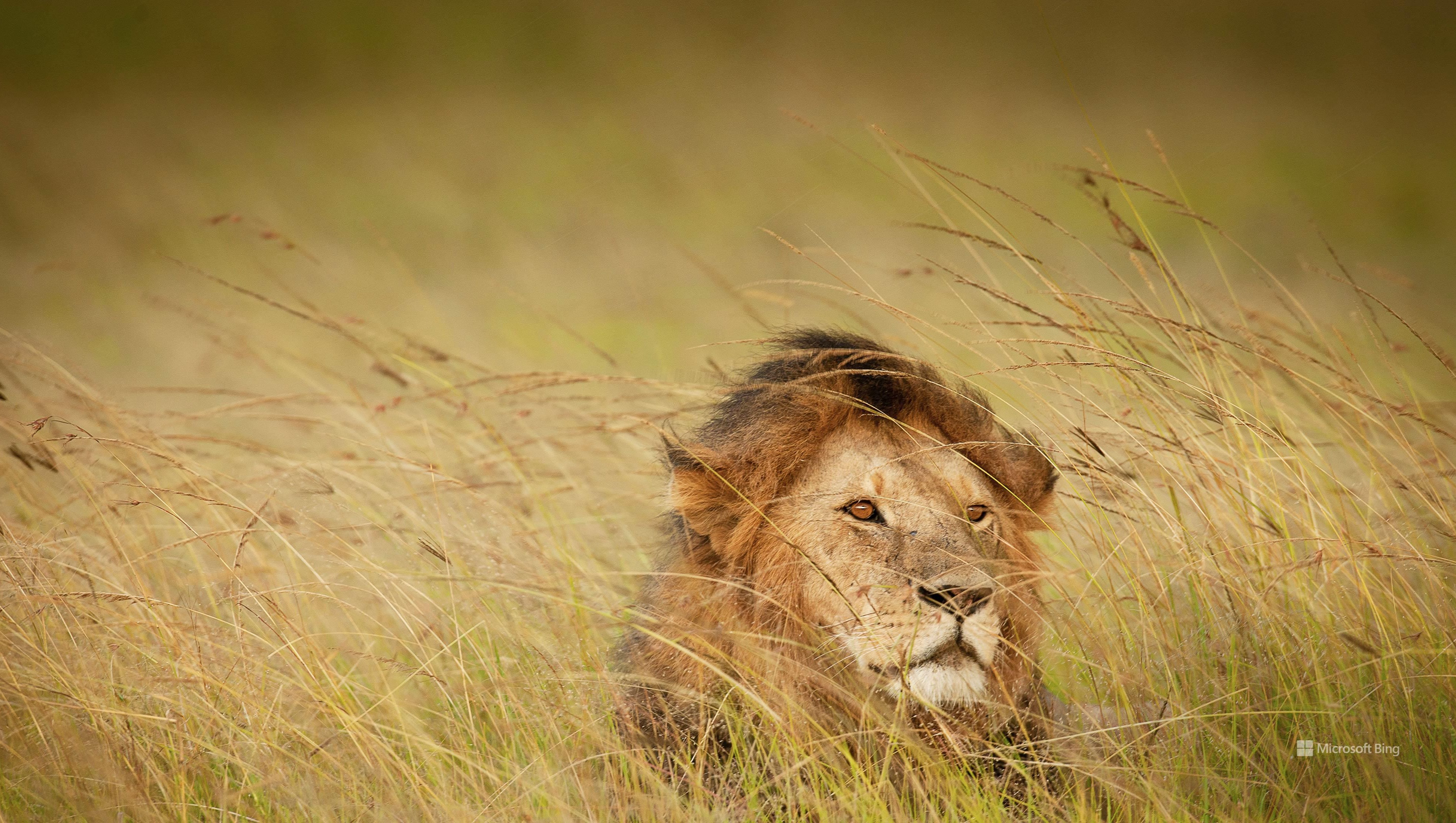 Fundraiser for Lois Weaver by Vern Grabow : Lois Weaver Medical Expenses