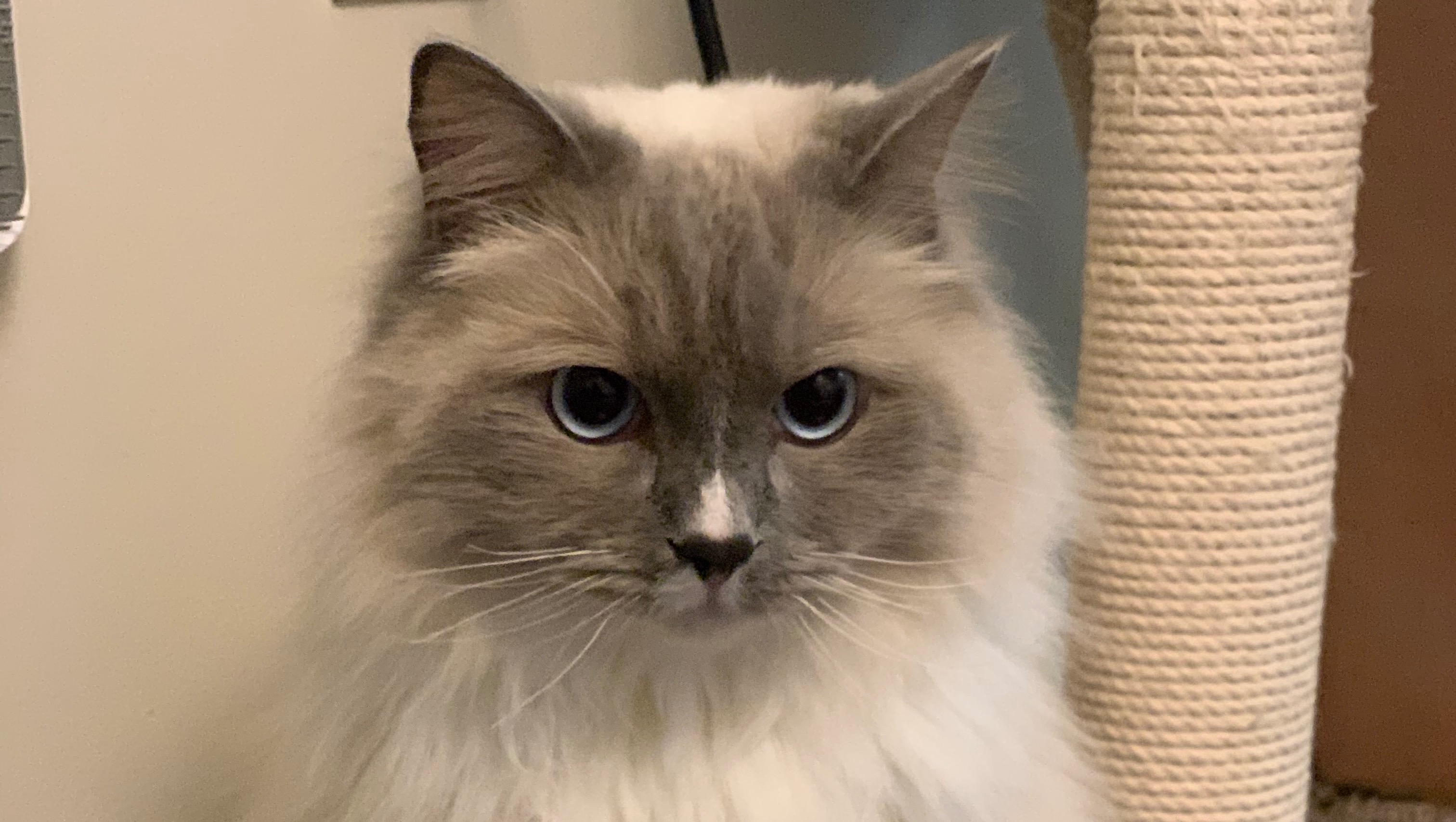 Fundraiser by Tori Taskas : Gizmo’s Medical Bills