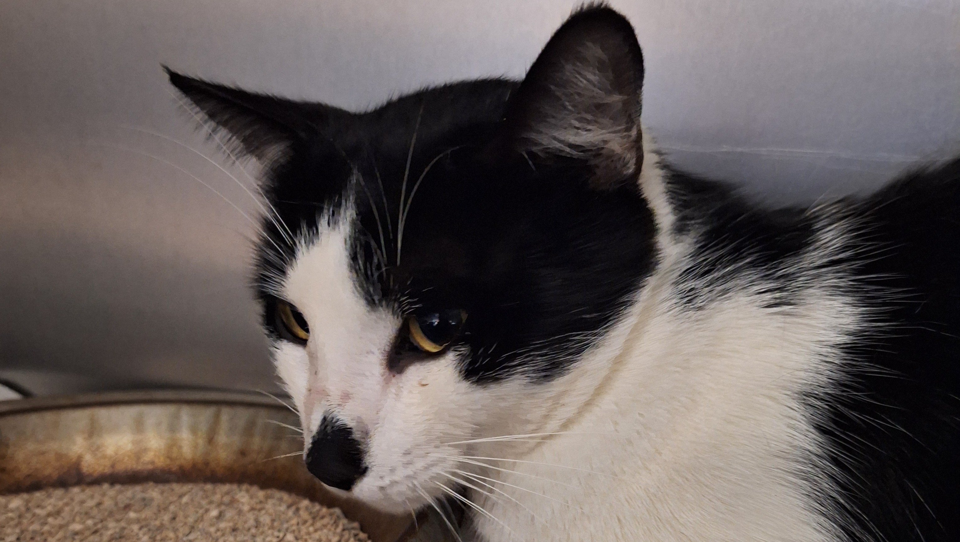 Fundraiser by Lisa Marie Bennett : Support Leroy's Journey to a Loving Home