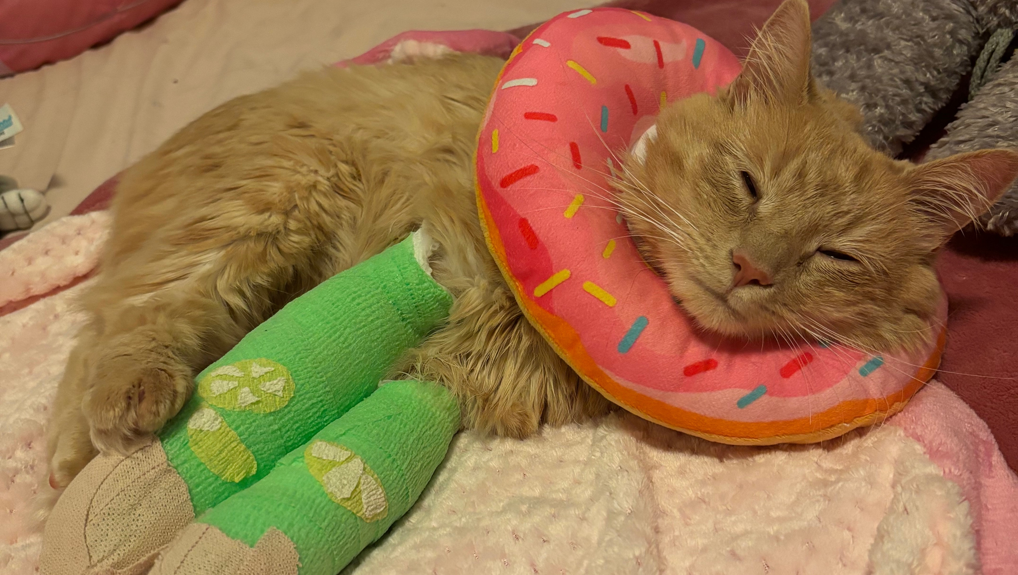 Fundraiser by Isabella Cook : Save Owen: Help Support His Healing Journey