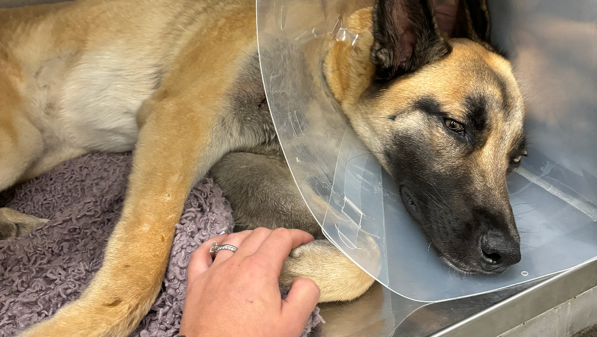 Fundraiser for Murphy Trybus by Devyn Taht : Help Murphy's Dog Rocco ...