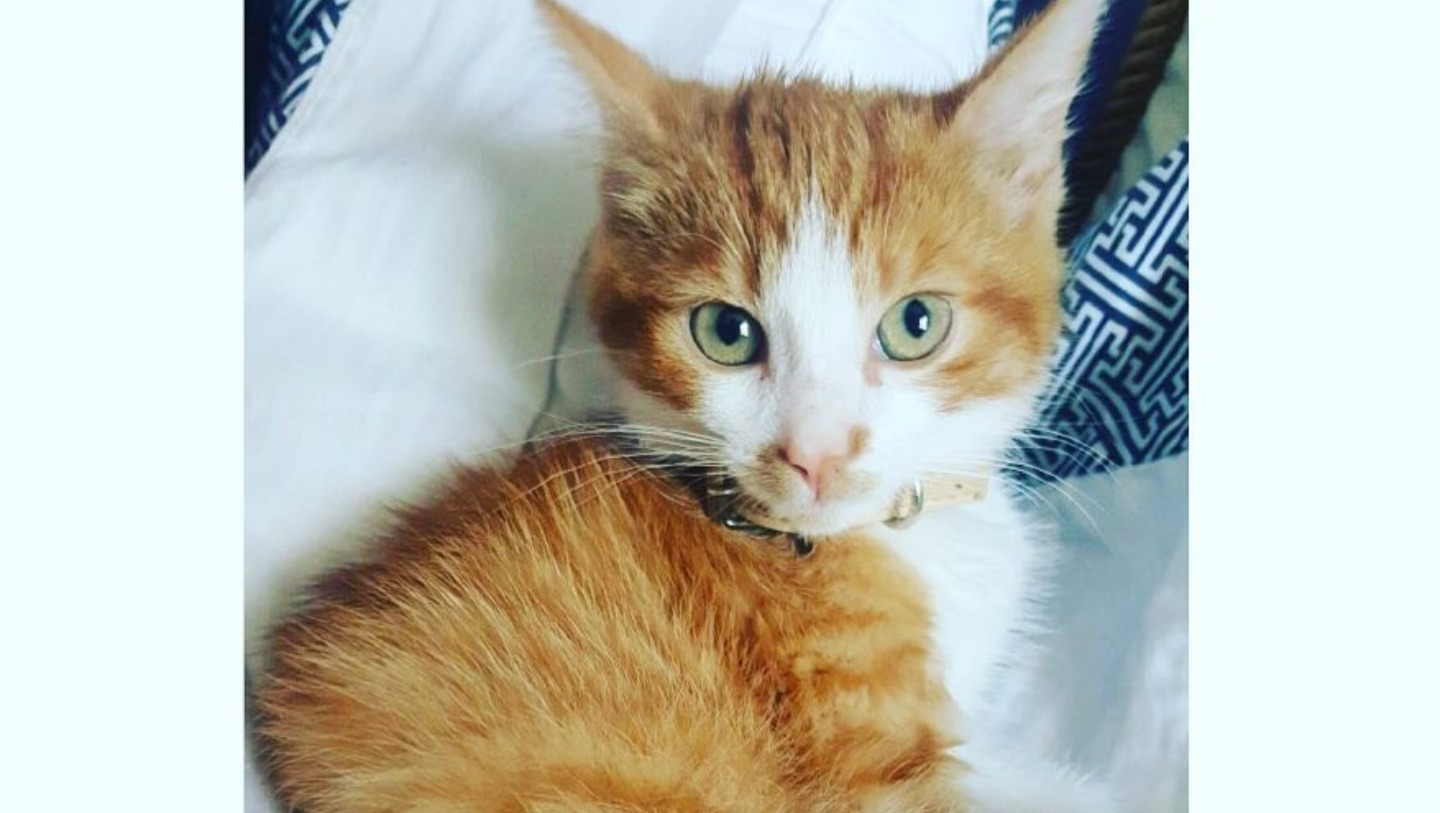 Fundraiser by Mark Cosic : Pickle Wong