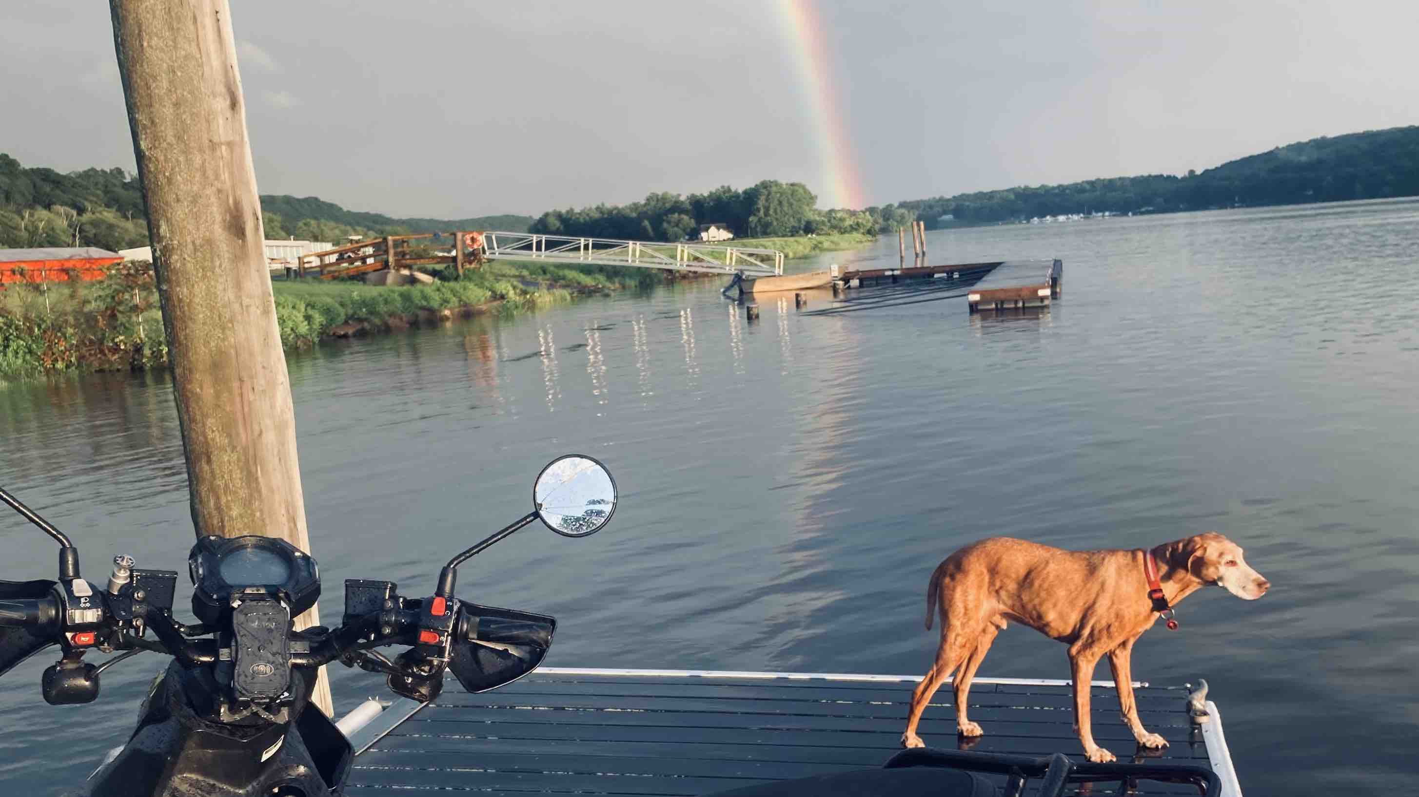 Fundraiser by Chris ONeal : Help Freak Dog Survive!