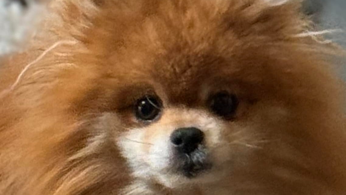 Fundraiser by Rhonda May : Support Jackie and Her Five Babies