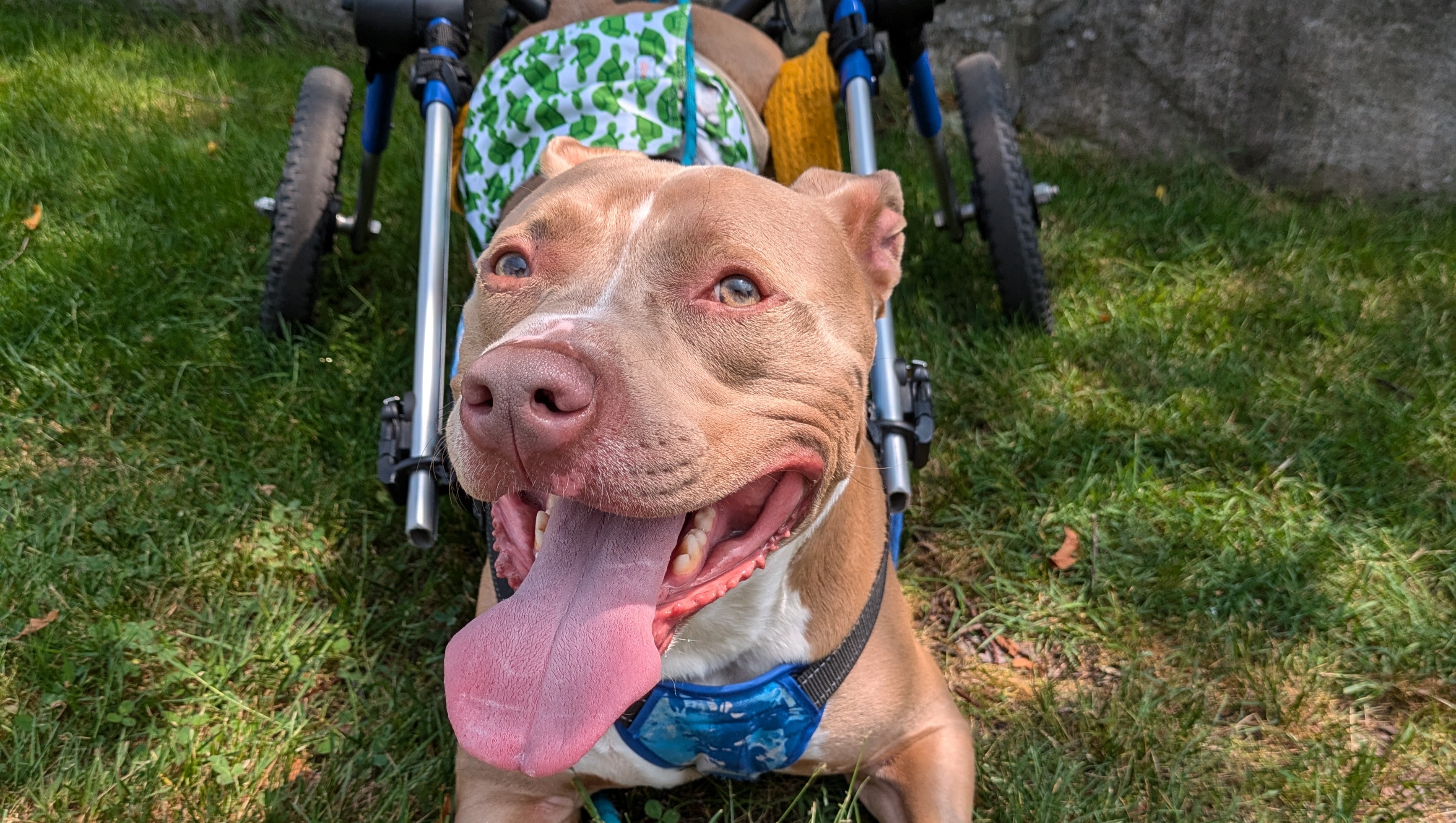 Fundraiser by Kayla Coukos : Help Skippy Get a New Custom Wheelchair