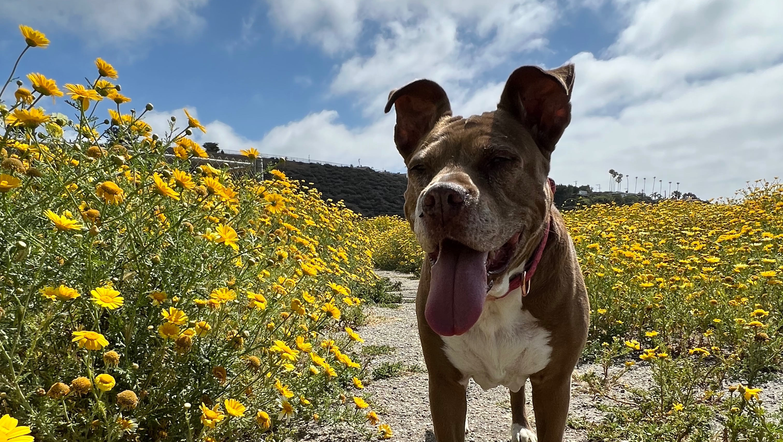 Fundraiser by Carla Romo : Support for Daisy's Peaceful Rest
